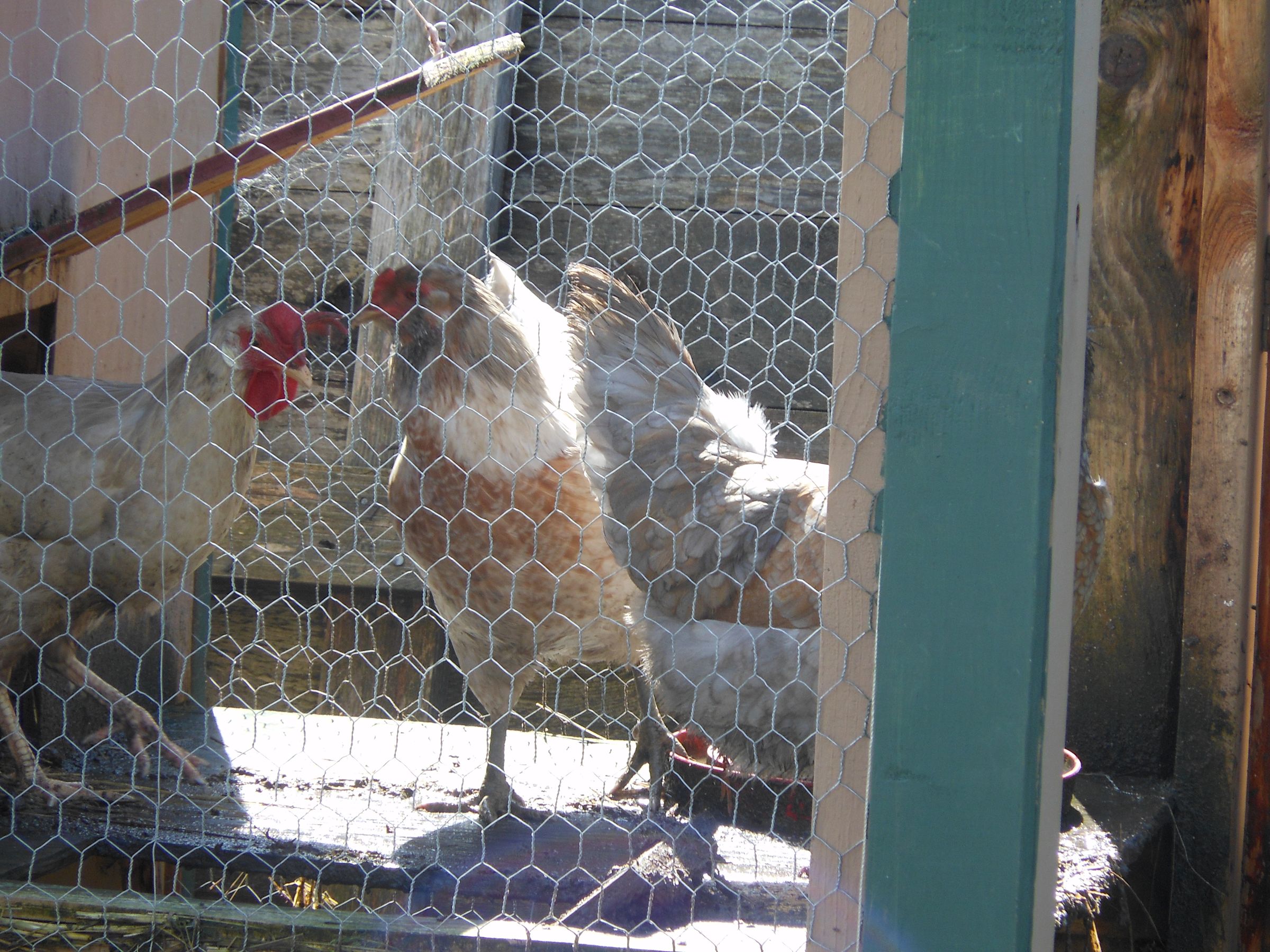 How to Hypnotize a Chicken : 7 Steps (with Pictures) - Instructables