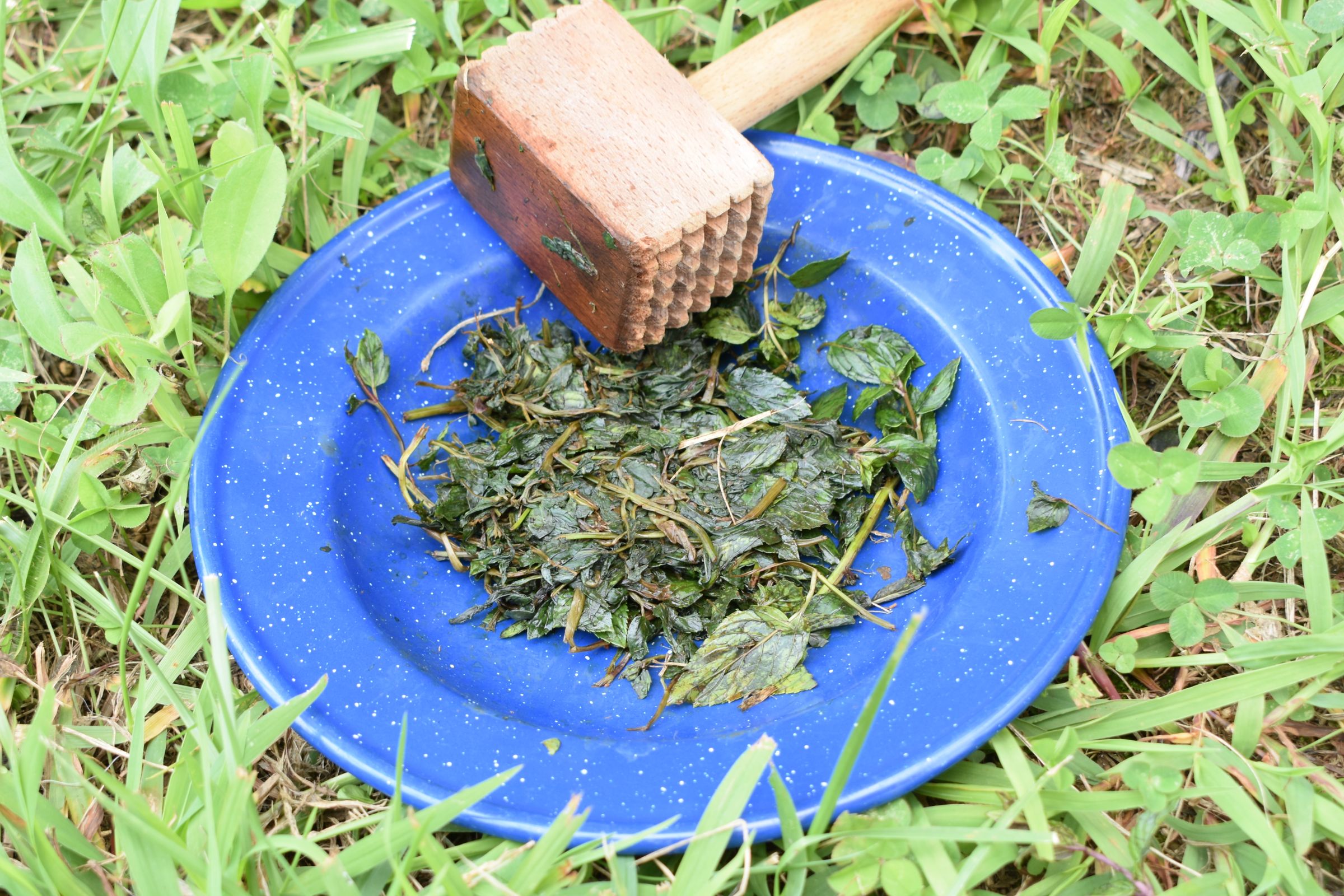 Cold Brew Wild Mint Tea : 6 Steps (with Pictures) - Instructables
