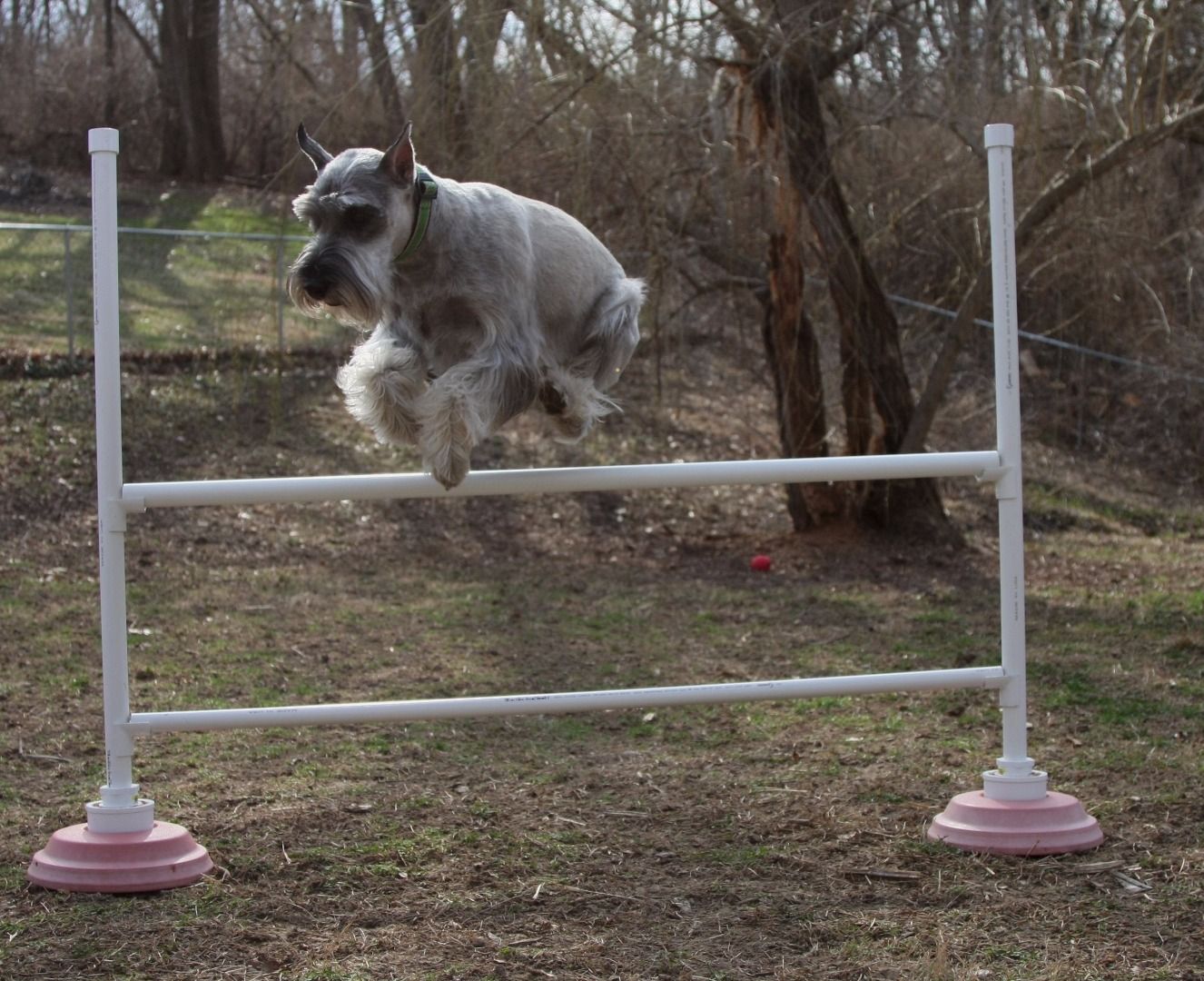 Portable Dog Agility Bar Jump : 5 Steps (with Pictures) - Instructables
