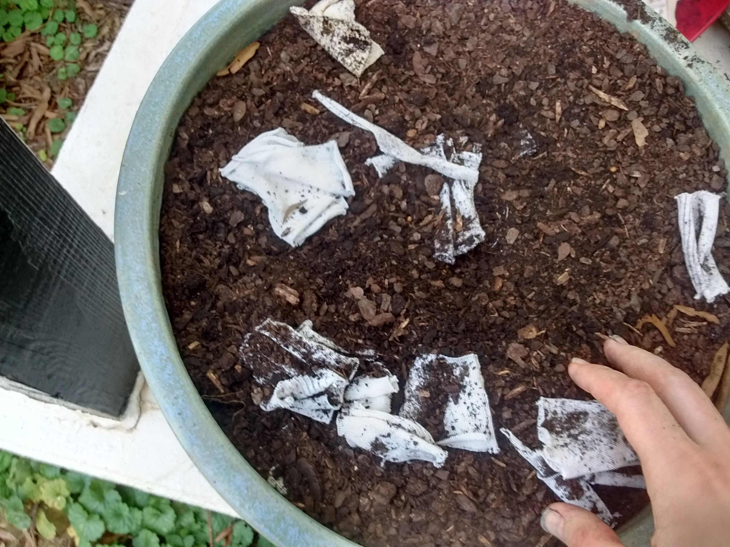 How to Compost Old Cotton T-Shirts : 6 Steps (with Pictures ...
