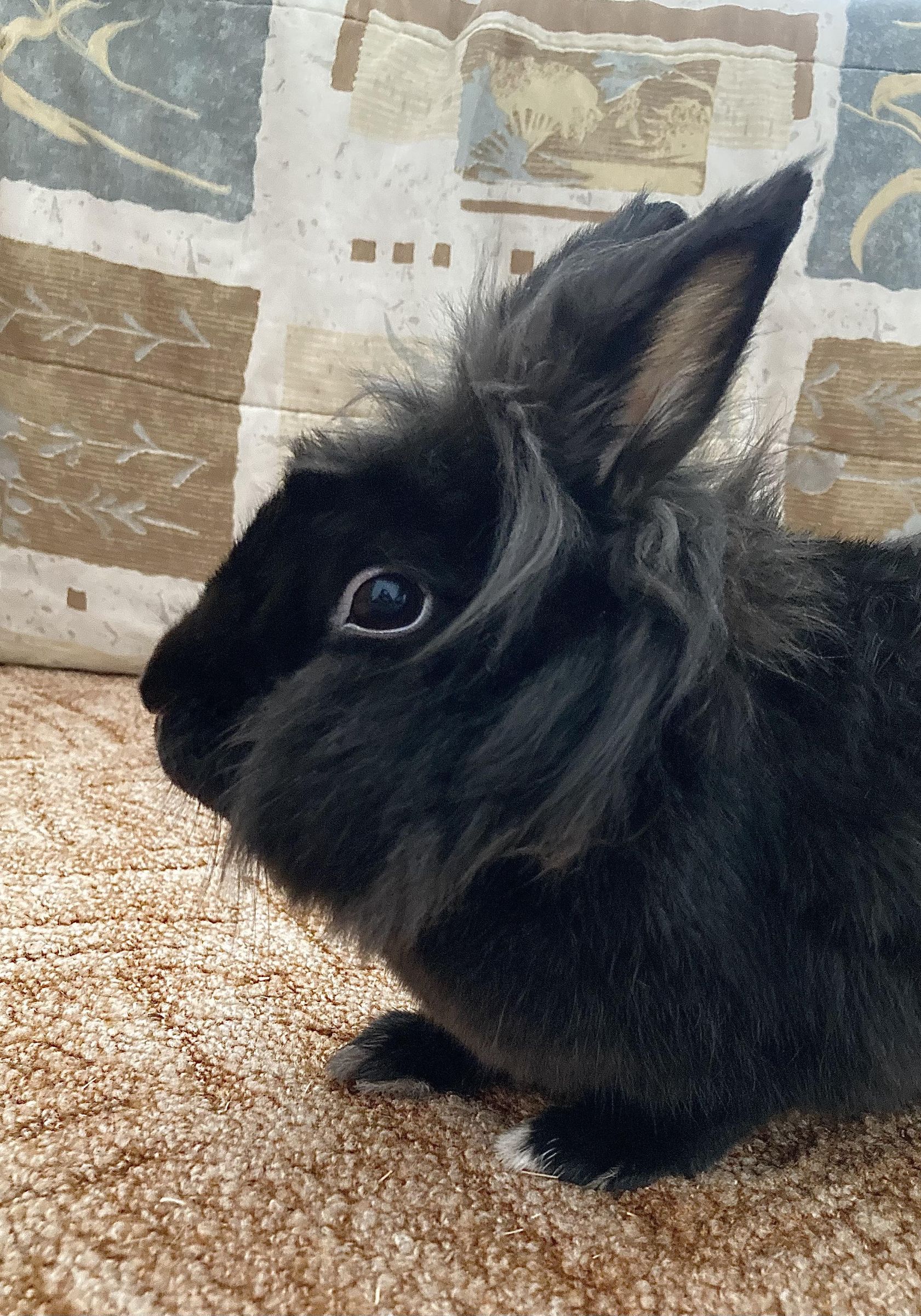 A Basic Guide to Bunny Hats : 5 Steps (with Pictures) - Instructables