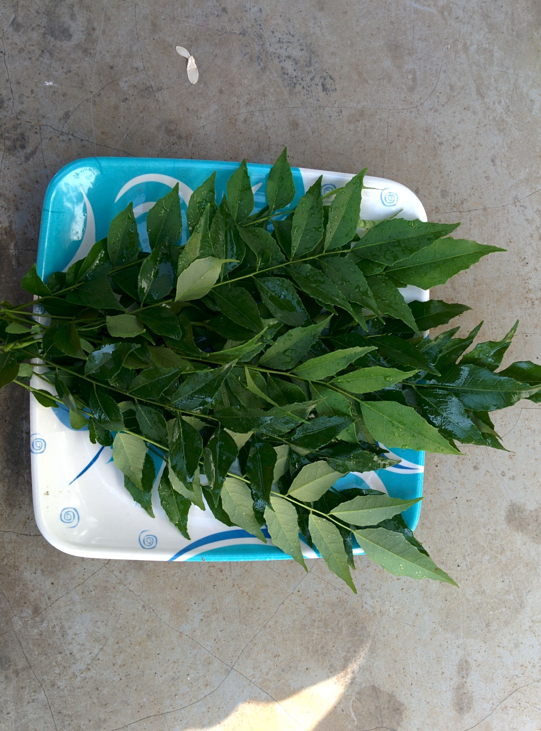 COLLECTING AYURVEDIC PLANTS : 18 Steps - Instructables