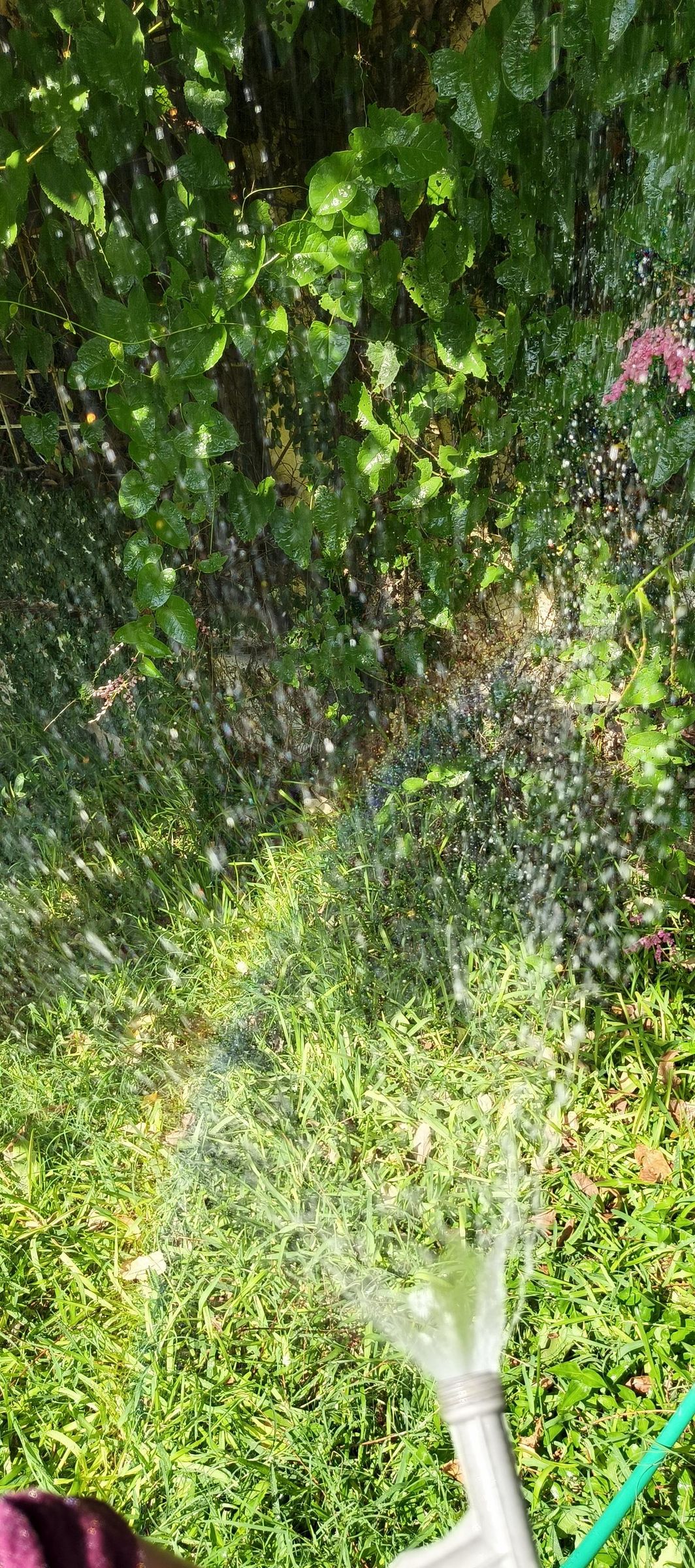 How to Create a Rainbow Using Water and Sunlight : 6 Steps (with ...