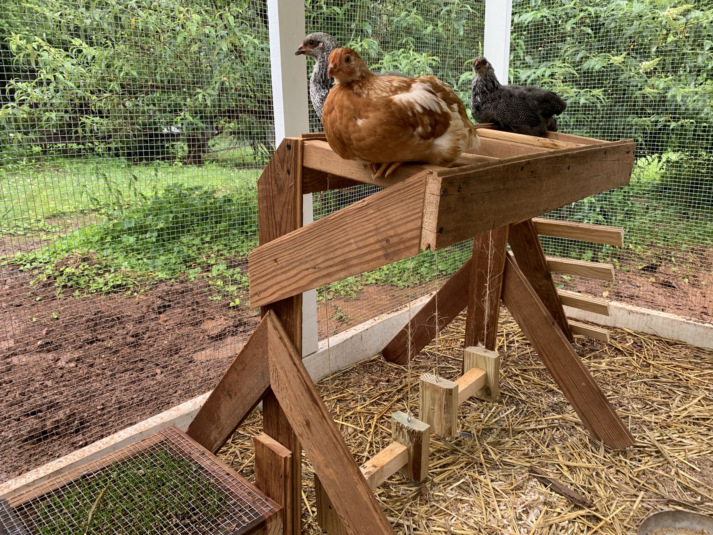 Chicken Playground : 20 Steps (with Pictures) - Instructables