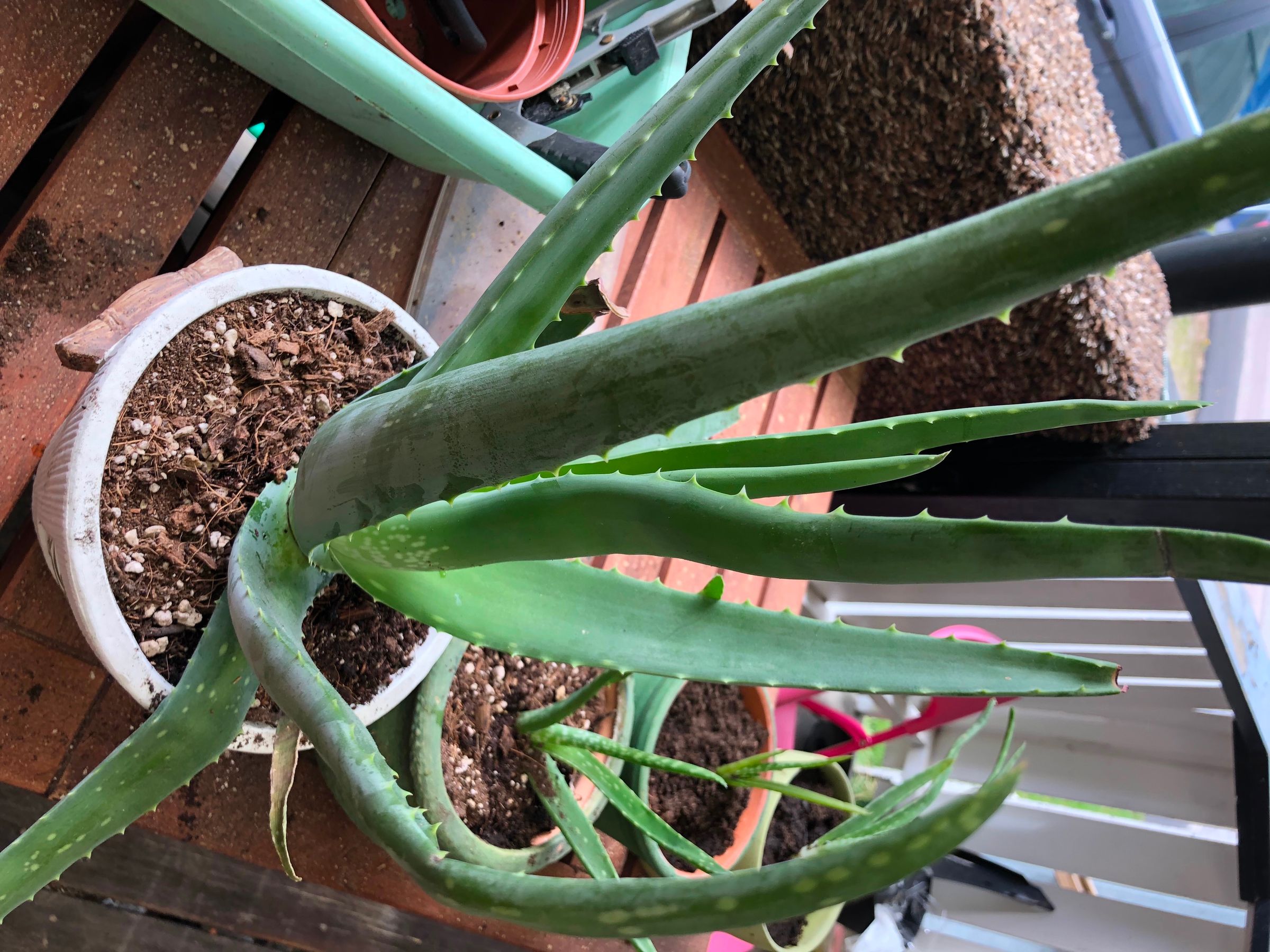 Moving My Aloe Vera Plants. : 4 Steps - Instructables