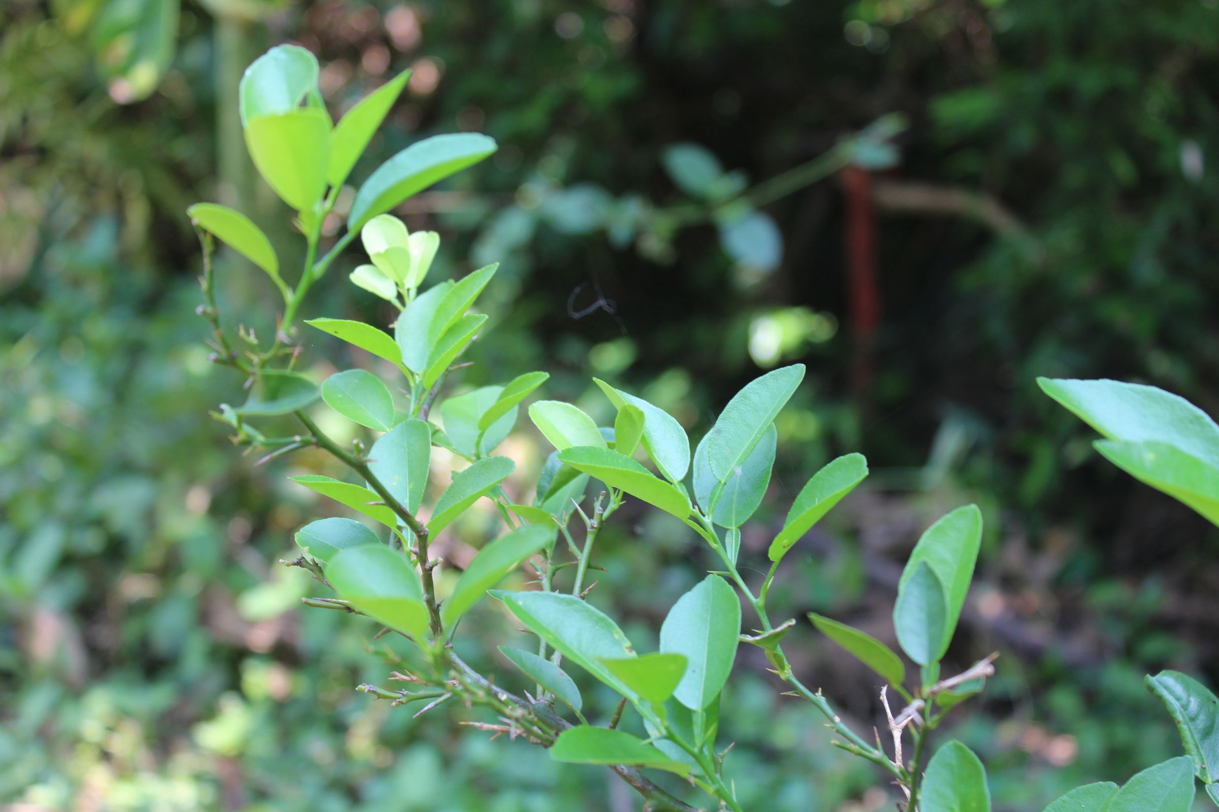 COLLECTING AYURVEDIC PLANTS : 18 Steps - Instructables