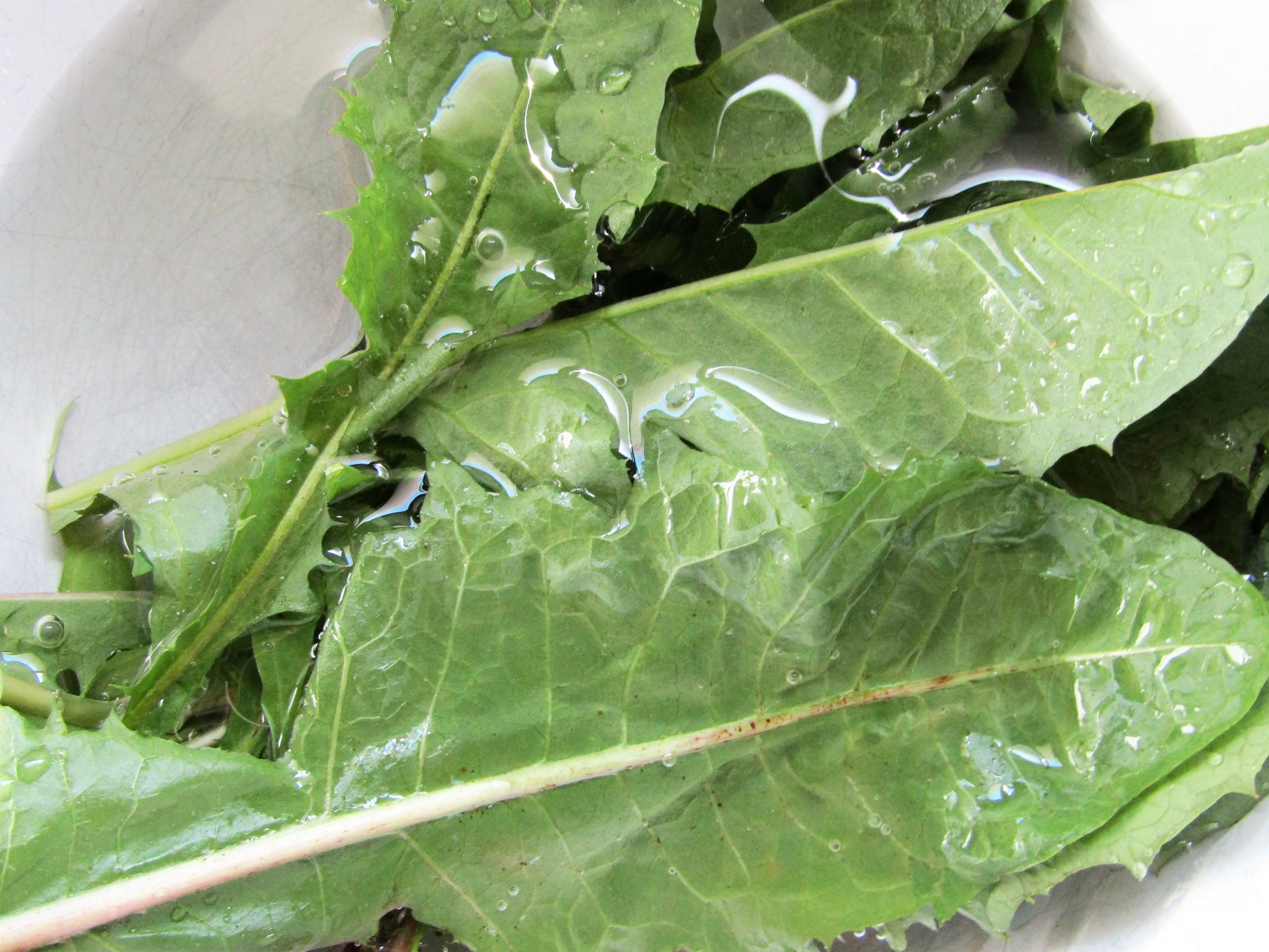 How to Eat a Dandelion : 10 Steps (with Pictures) - Instructables