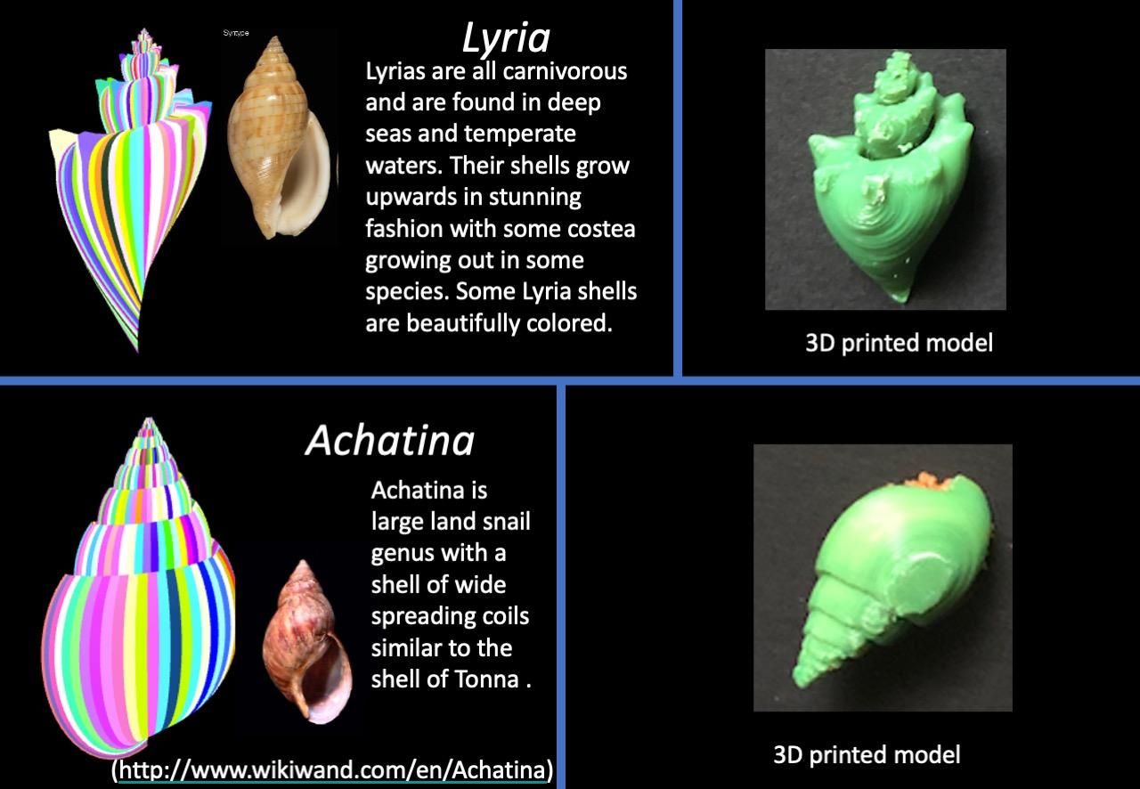 How to Generate and 3D Print Seashells and ... Other Mollusks! : 7 ...