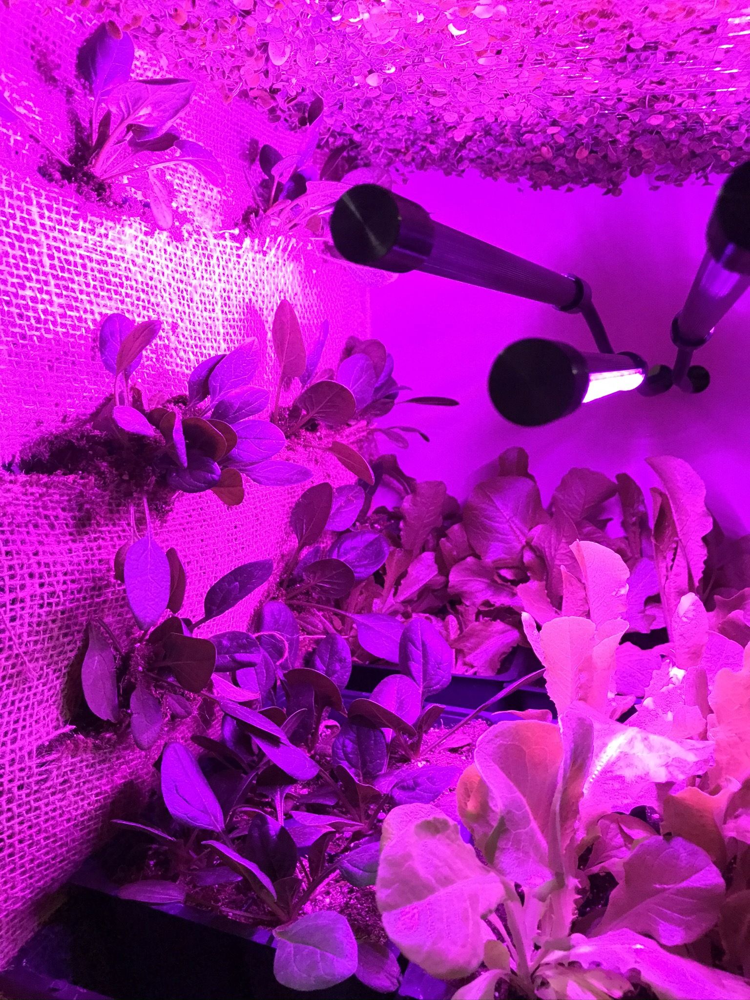Zero Gravity Garden -Grow Beyond Earth : 6 Steps - Instructables