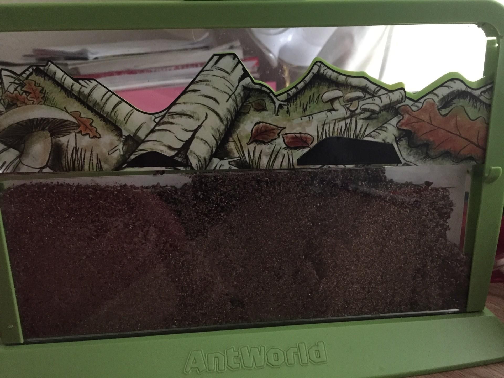 Starting Your Ant Colony : 6 Steps - Instructables