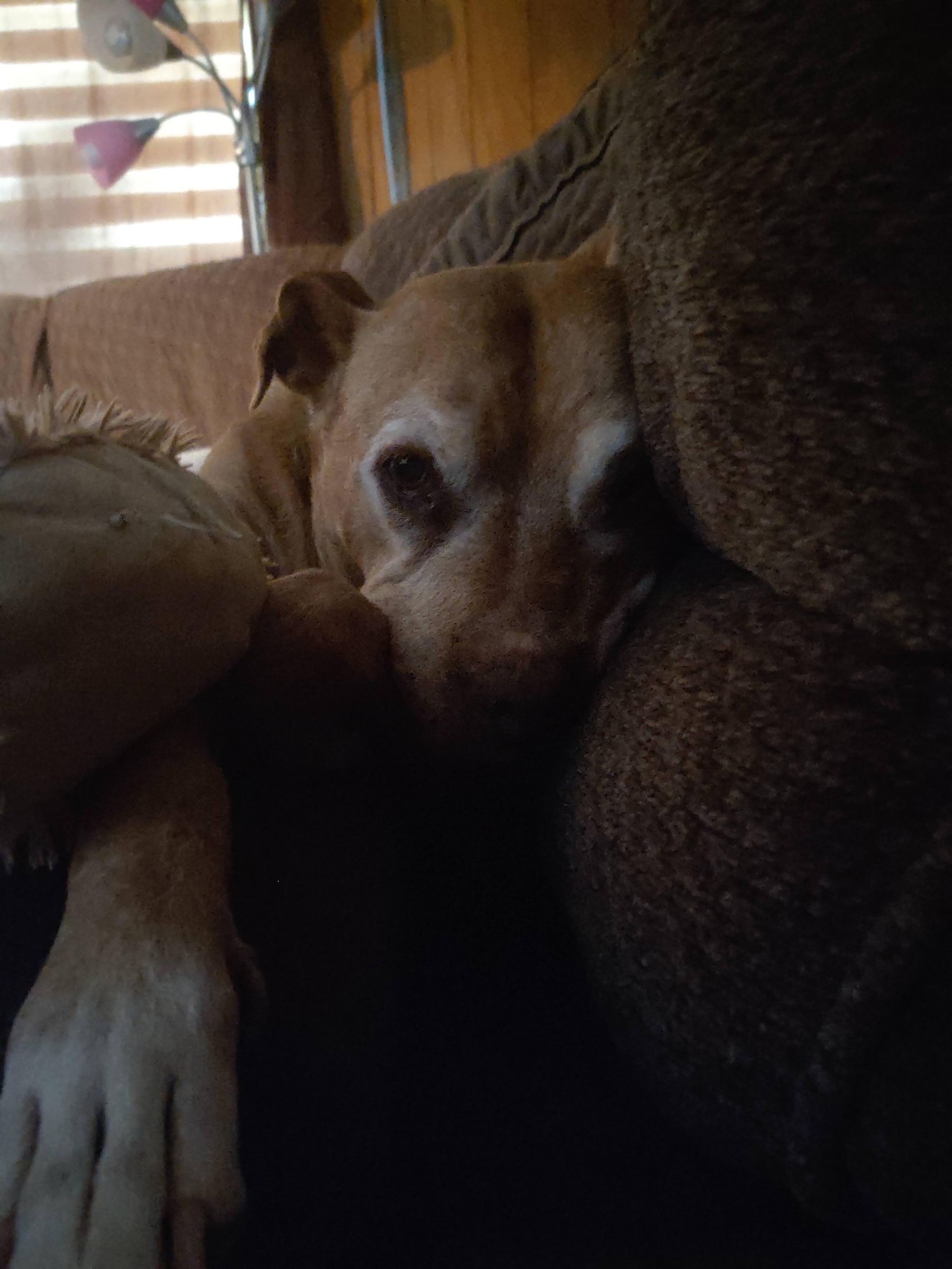 Trammel Hook for Campfire Cooking : 7 Steps (with Pictures) - Instructables