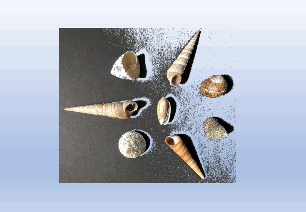 How to Generate and 3D Print Seashells and ... Other Mollusks! : 7 ...