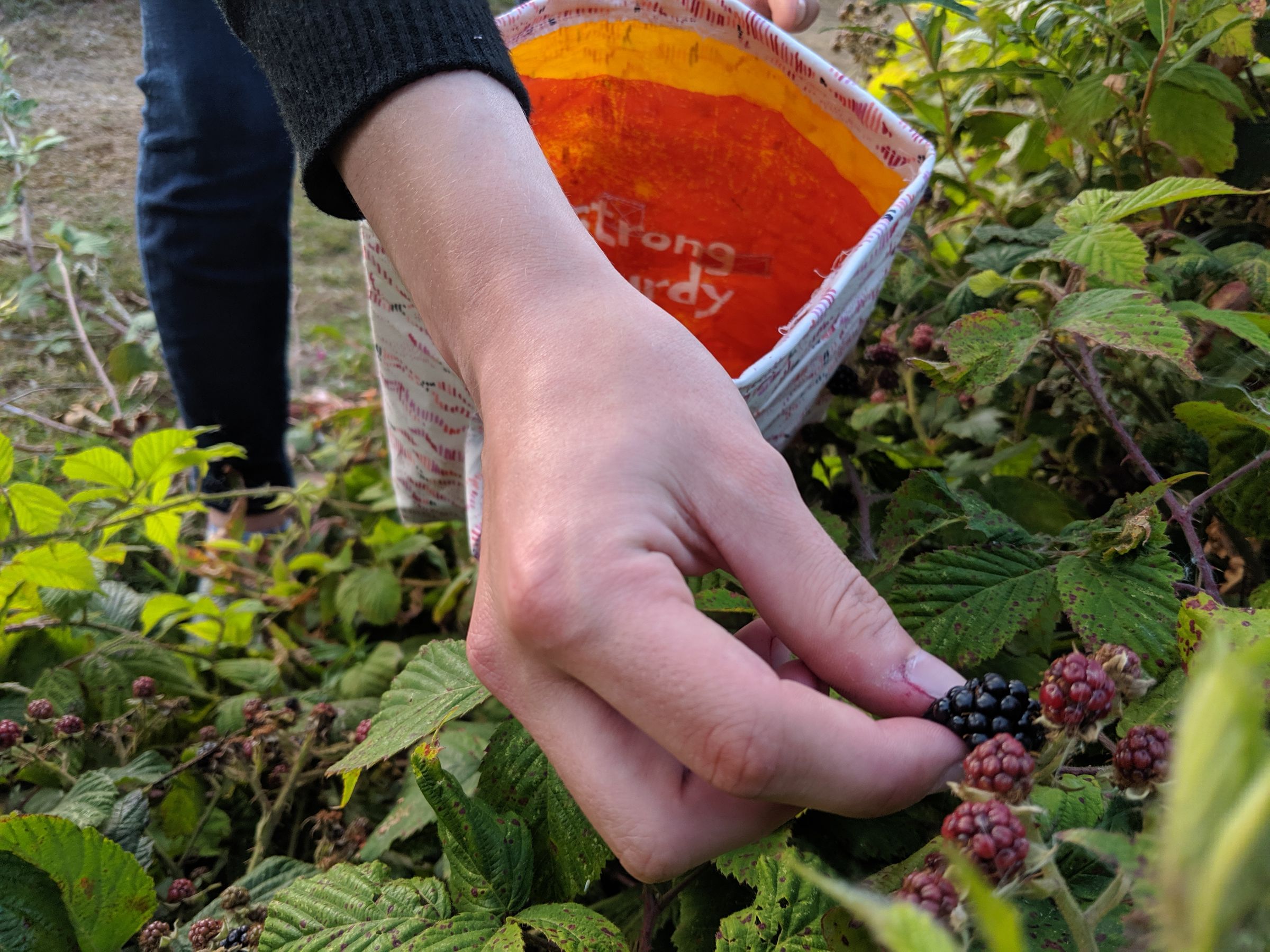 Blackberry-Picking Bag : 8 Steps (with Pictures) - Instructables