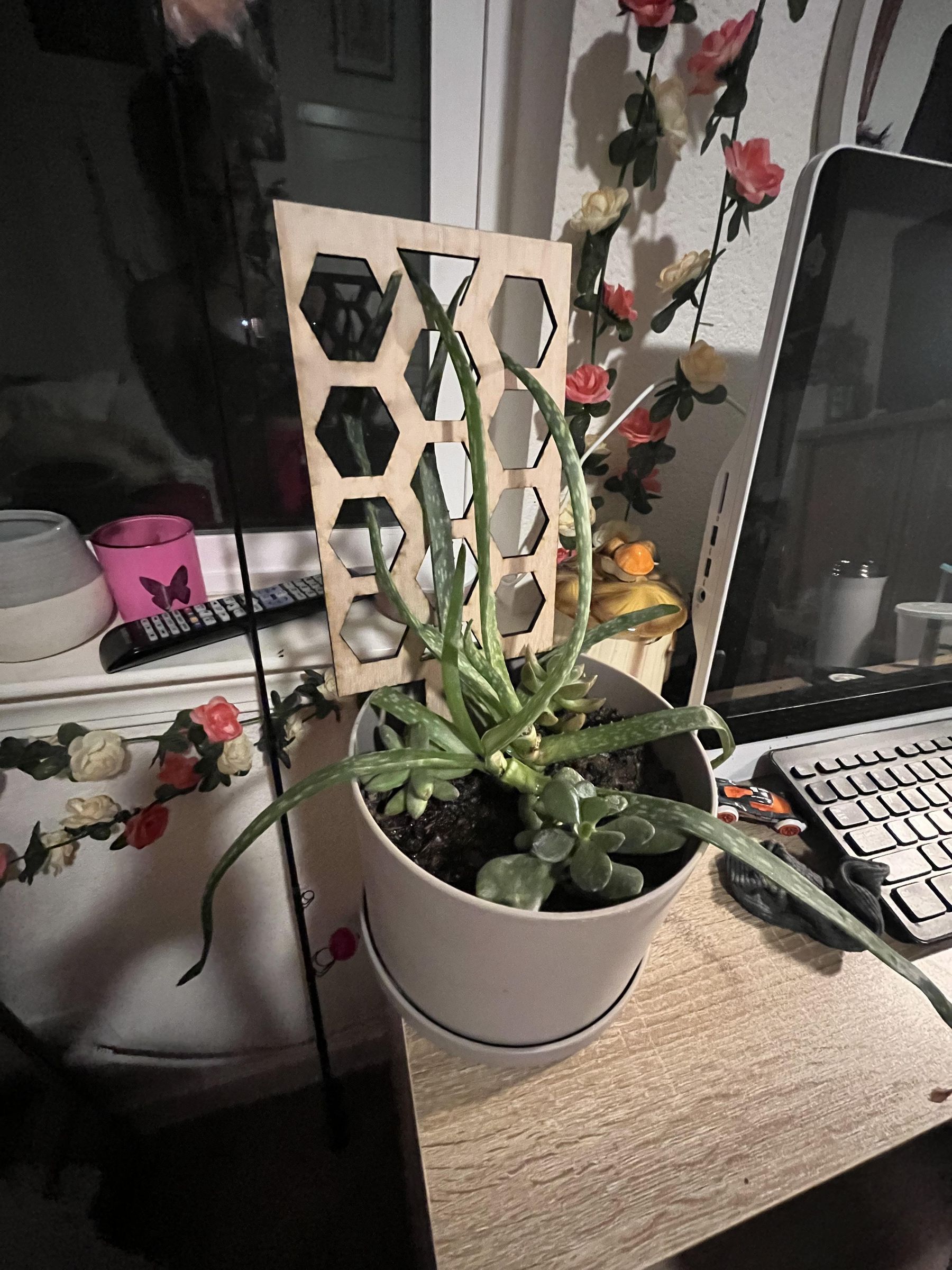 Mini Cactus/Aloe Vera Plant Trestle : 4 Steps - Instructables