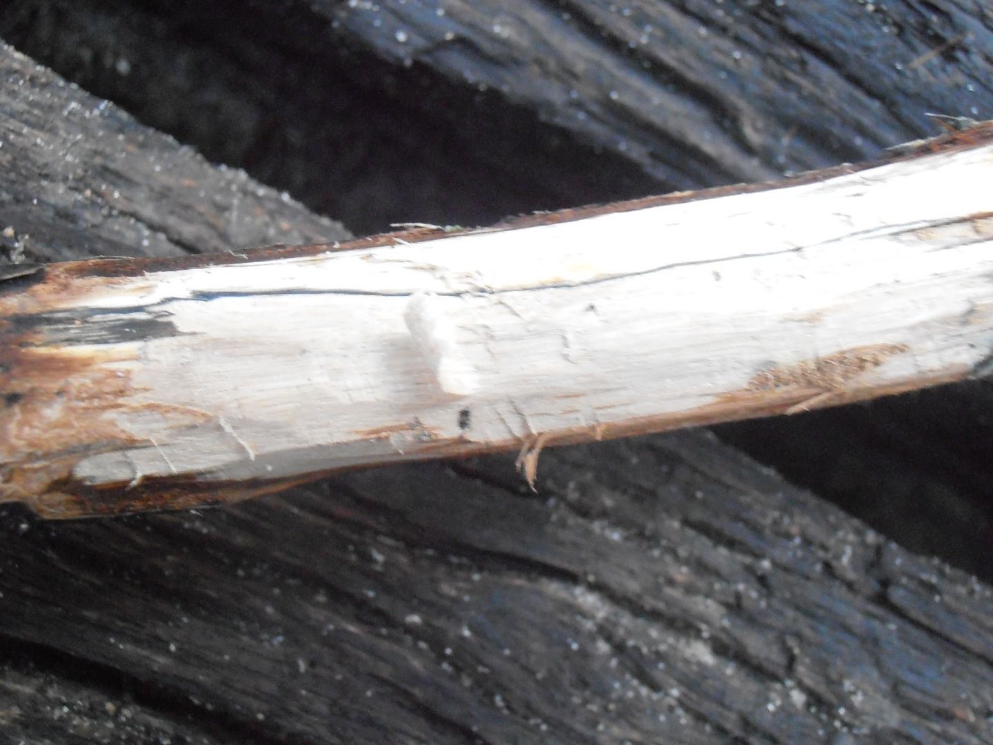 How to Make a Fire With Wet Wood : 3 Steps (with Pictures) - Instructables