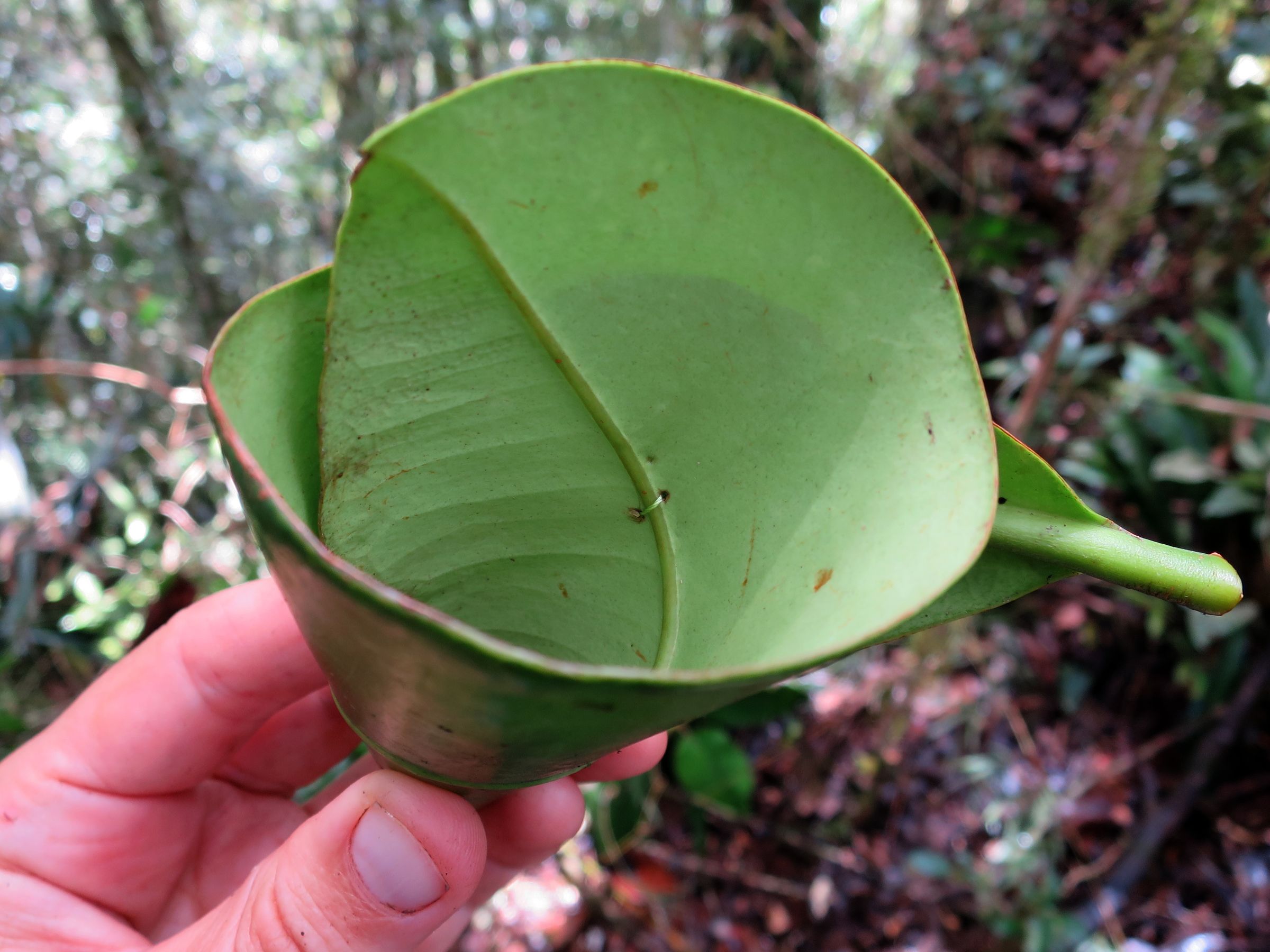 Jungle Speakers : 7 Steps (with Pictures) - Instructables