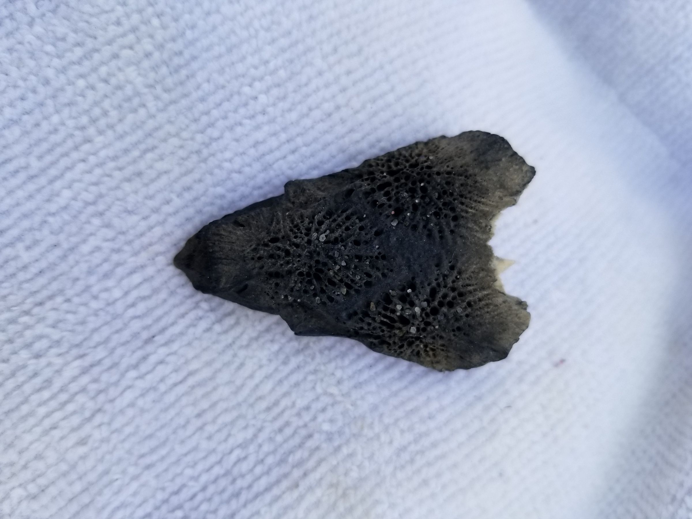 How to Find Shark Teeth : 10 Steps (with Pictures) - Instructables