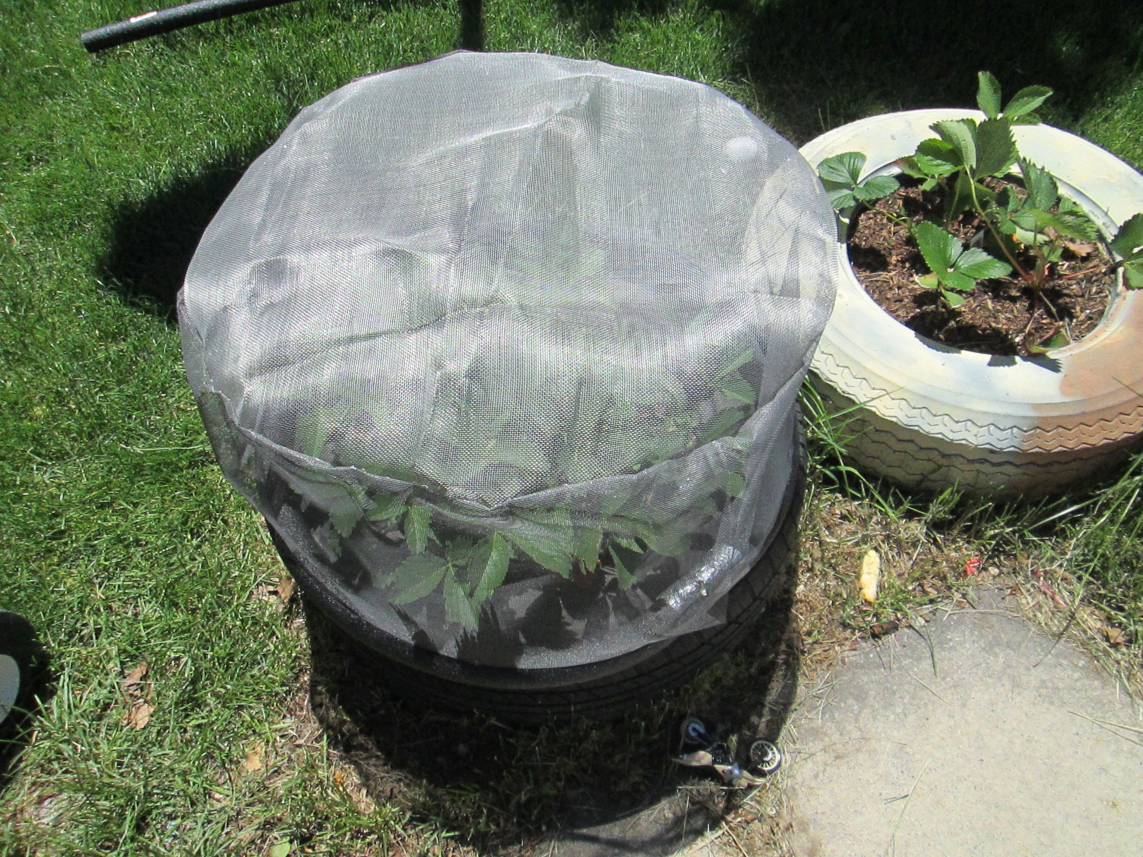 Strawberry Cages : 10 Steps (with Pictures) - Instructables