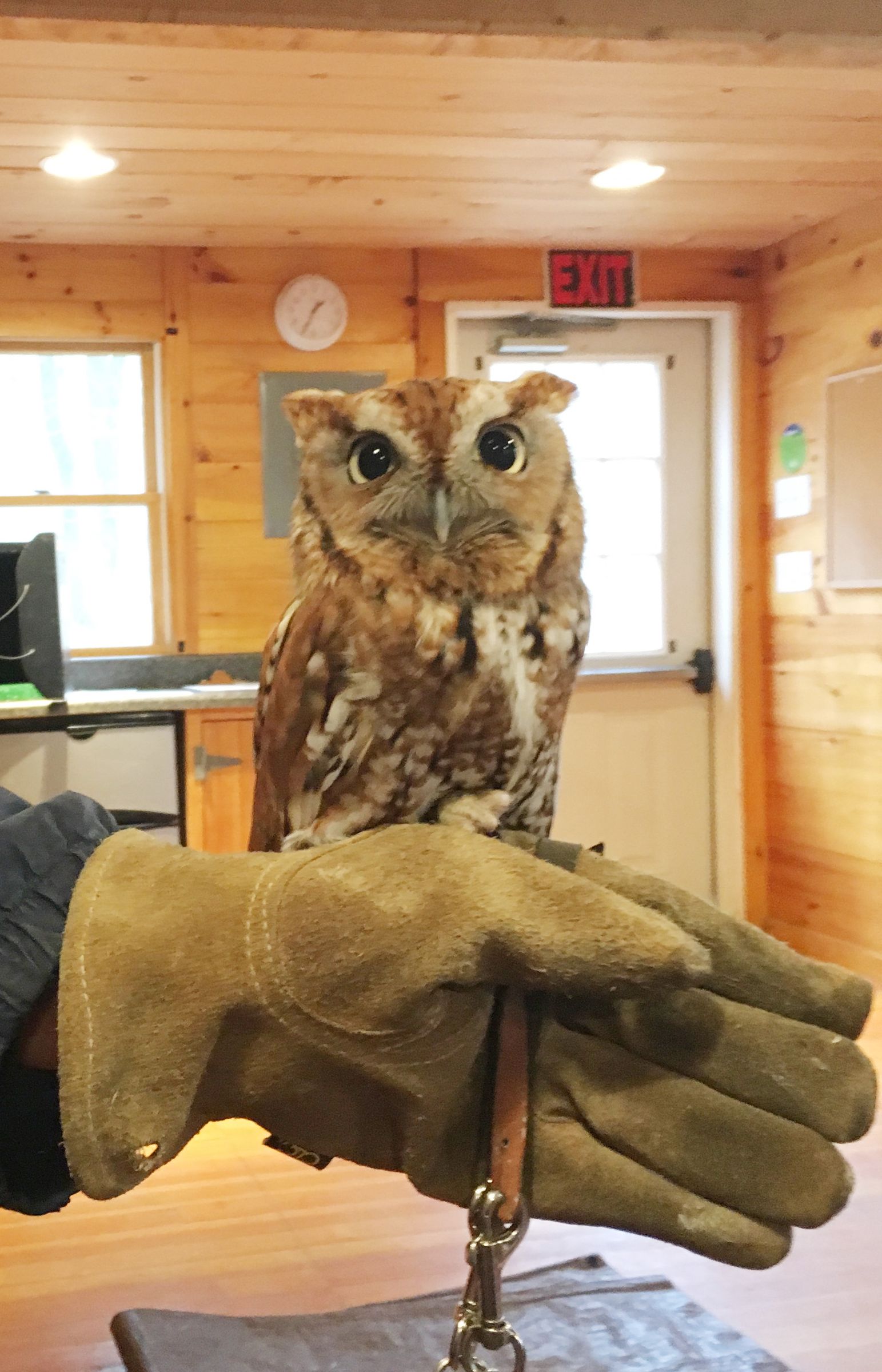 Owl Pellet Dissection : 6 Steps (with Pictures) - Instructables