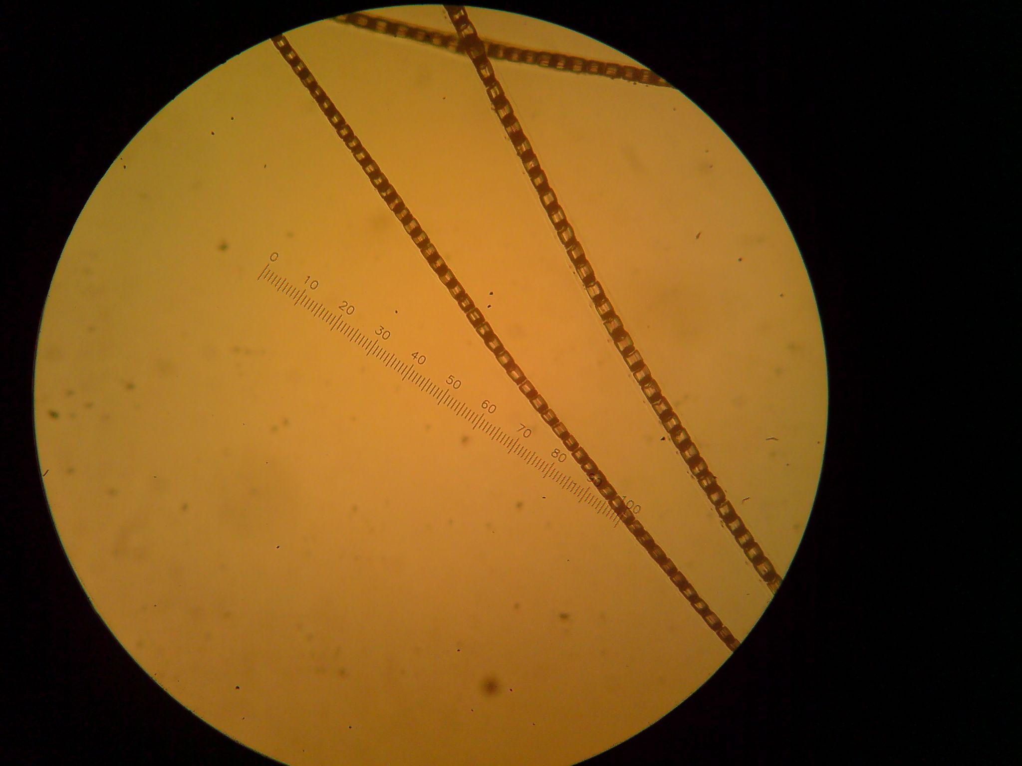 Take Digital Photos Through a Microscope Without Any Special Lens or ...