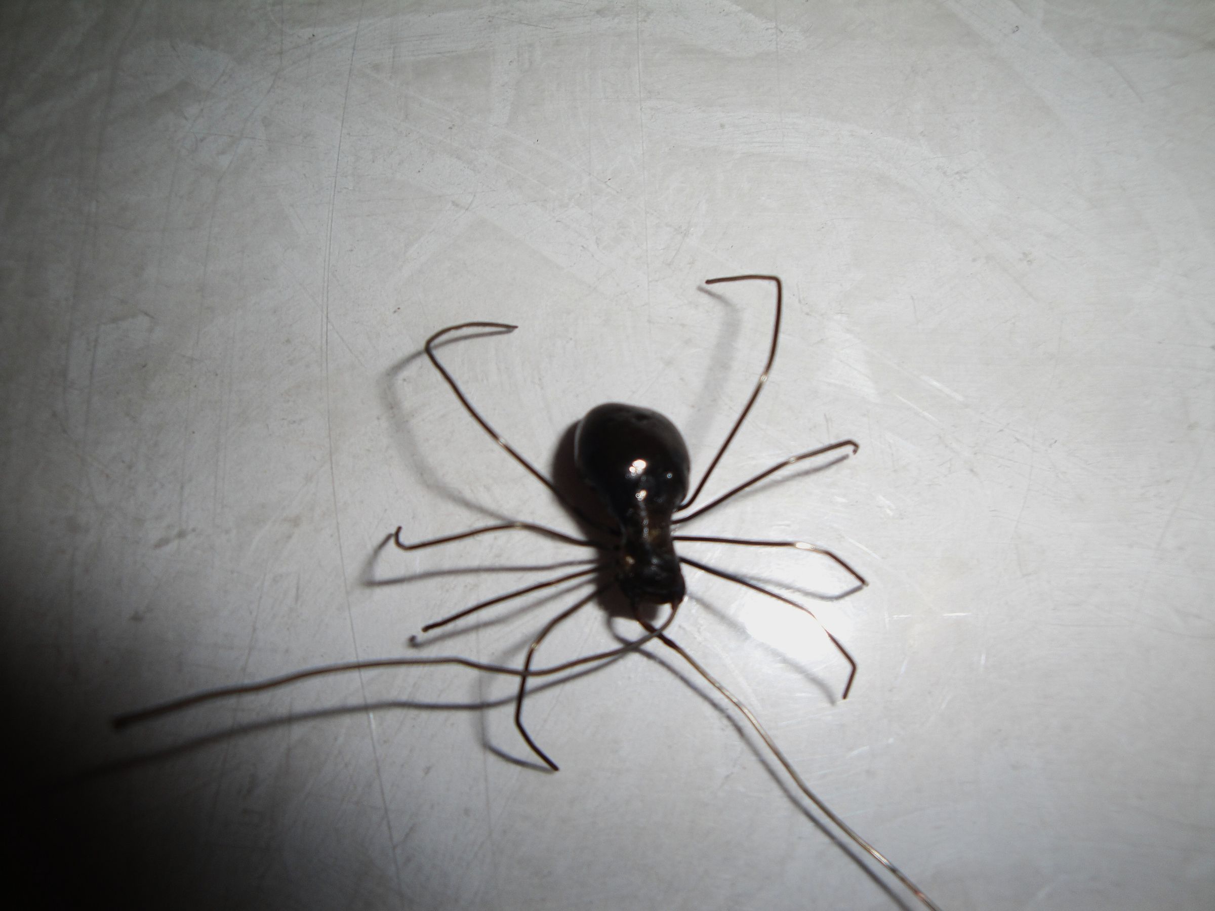 Realistic Spider (Life-Size Prop) : 7 Steps (with Pictures) - Instructables