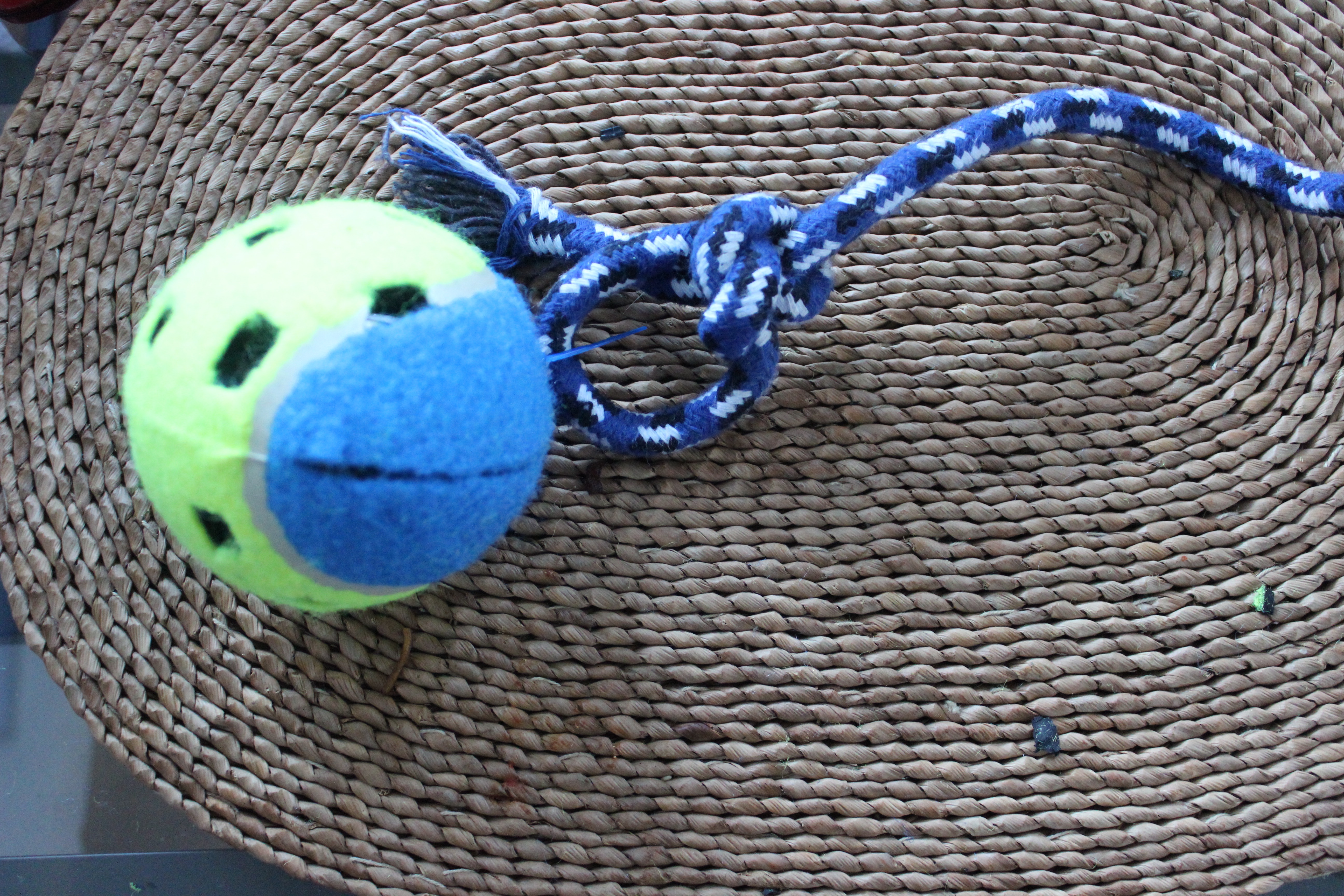 $3 Light Up Dog Toy : 6 Steps (with Pictures) - Instructables