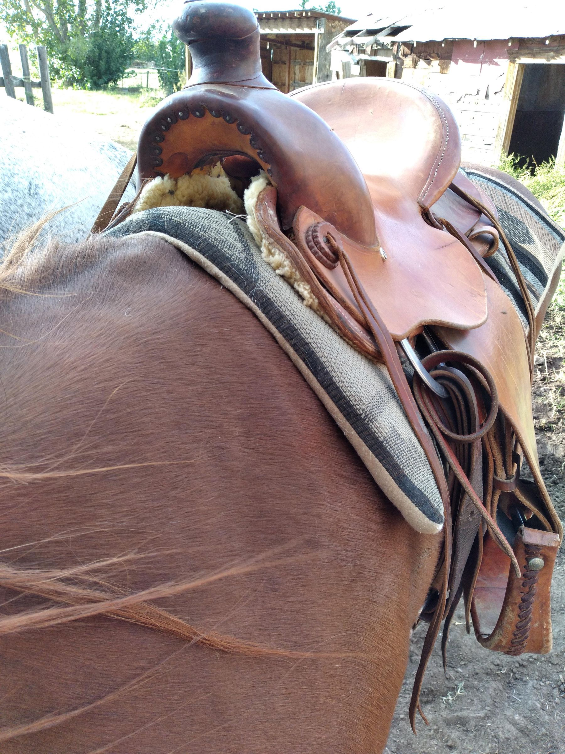 How to Saddle and Unsaddle a Horse : 11 Steps (with Pictures ...