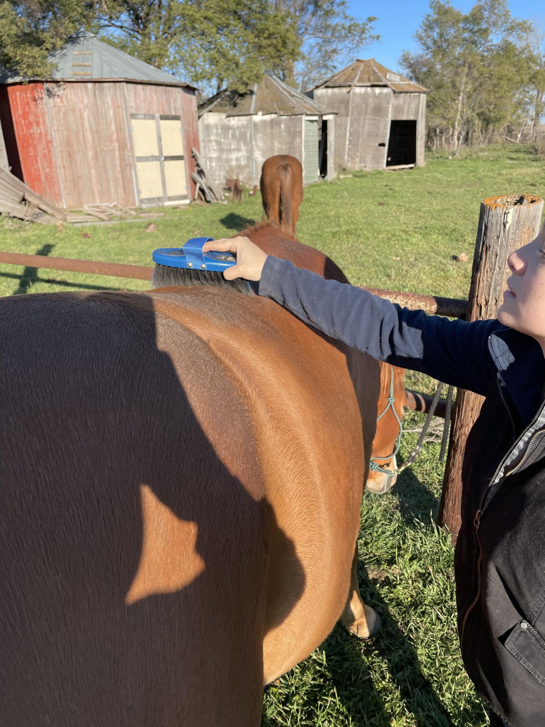 How to Saddle a Horse Right : 8 Steps - Instructables
