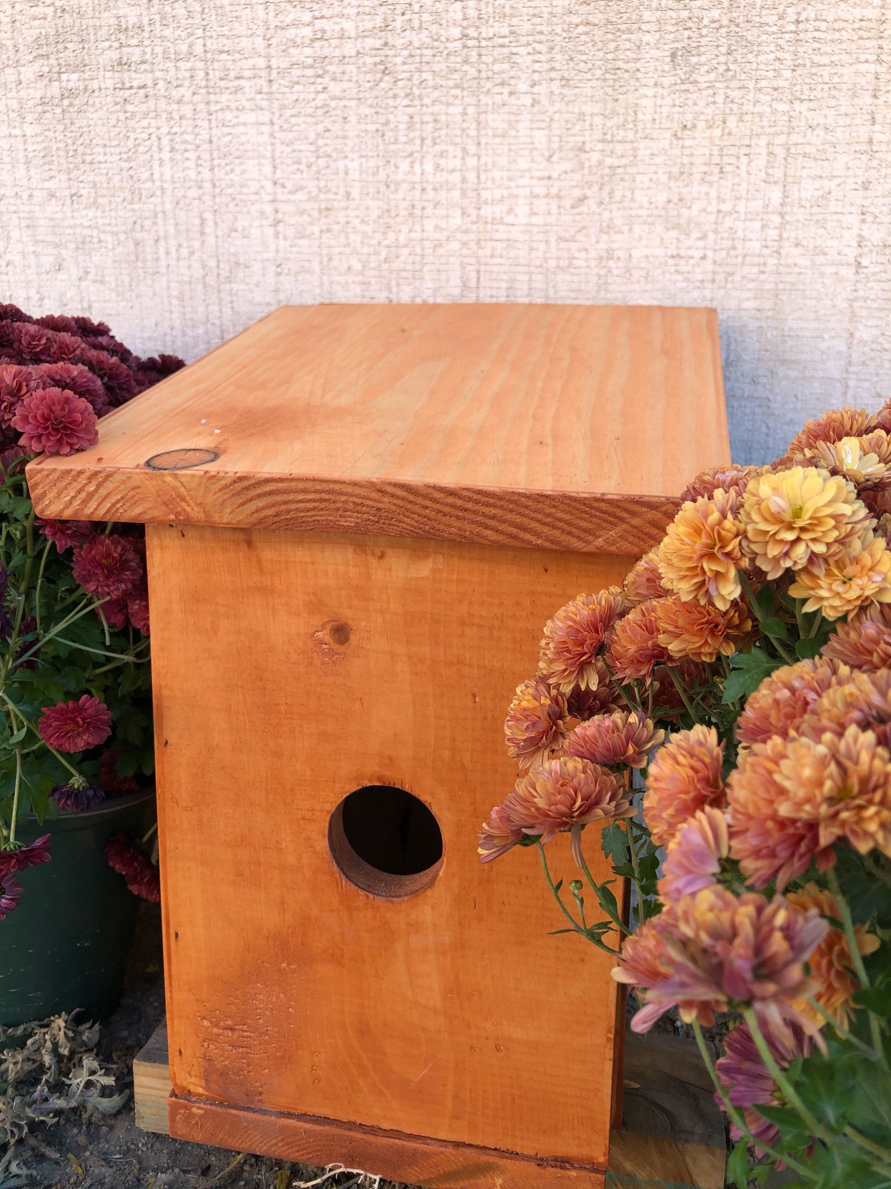 House Finch Birdhouse : 9 Steps (with Pictures) - Instructables
