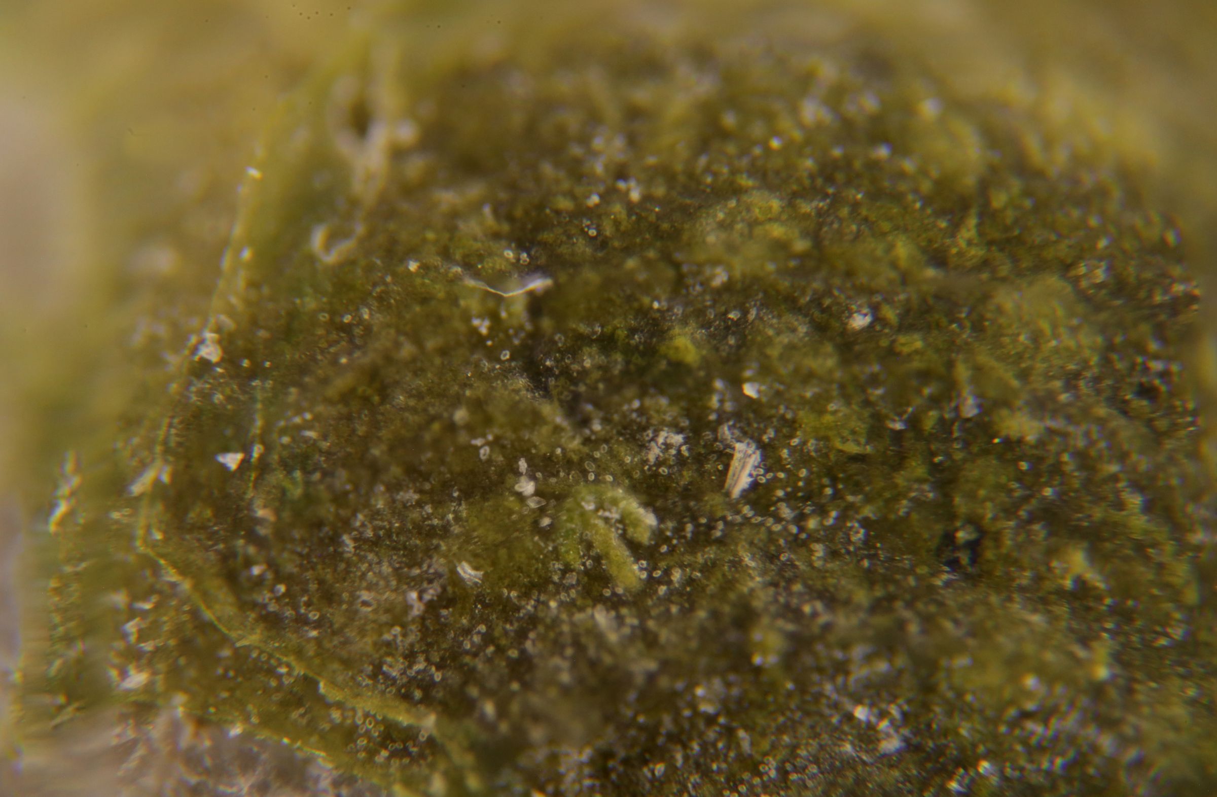 DSLR Microphotography : 12 Steps (with Pictures) - Instructables