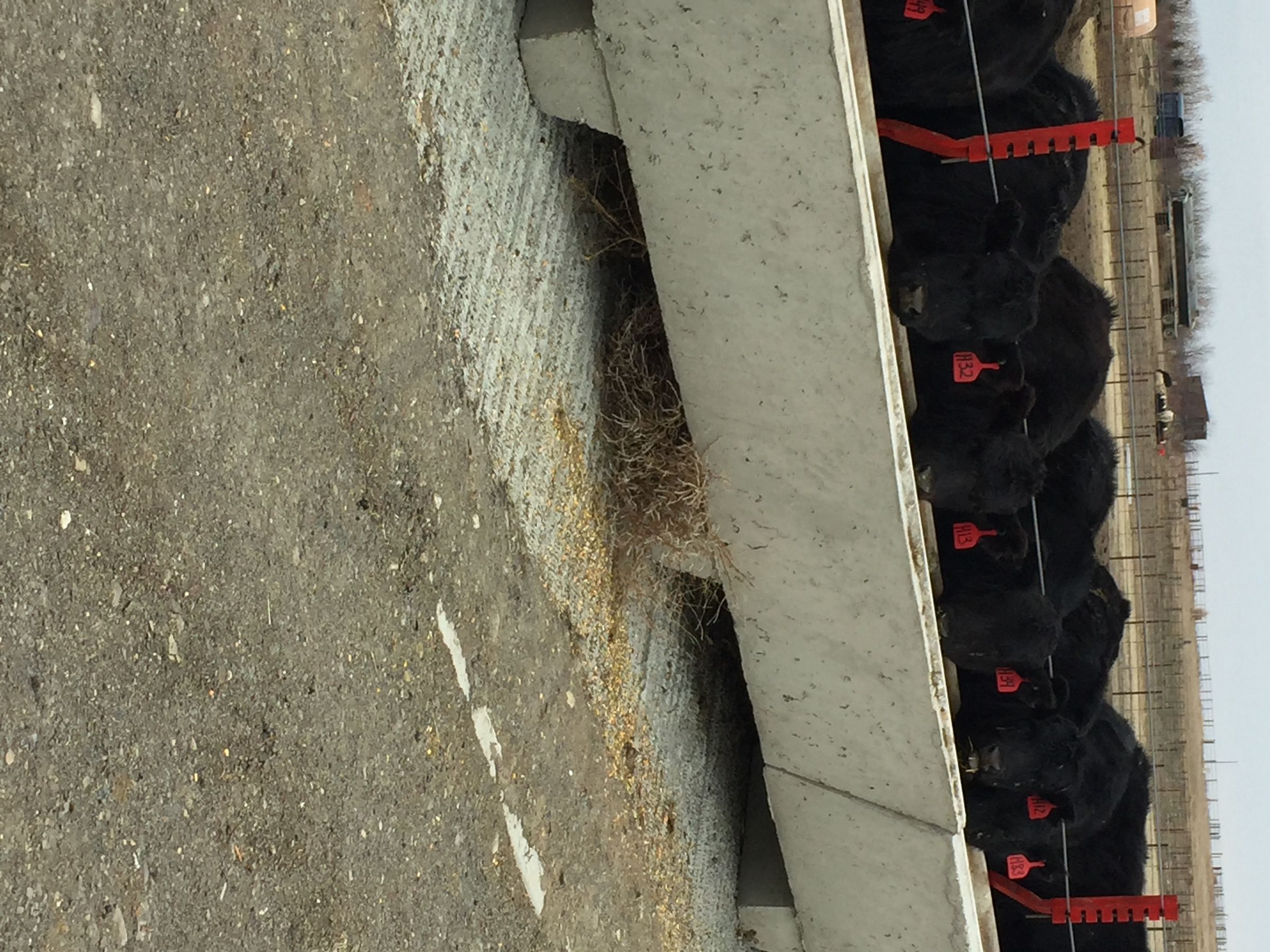 How to Properly Tag Cattle : 8 Steps (with Pictures) - Instructables