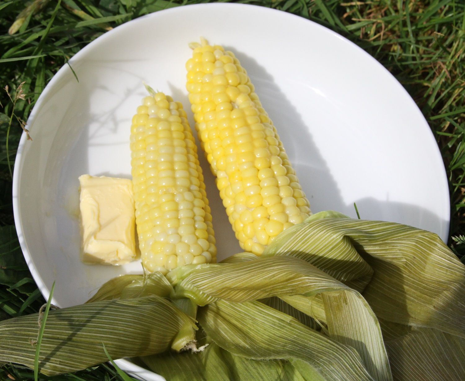 'In the Leaf' Solar Cooked Sweetcorn : 6 Steps (with Pictures ...
