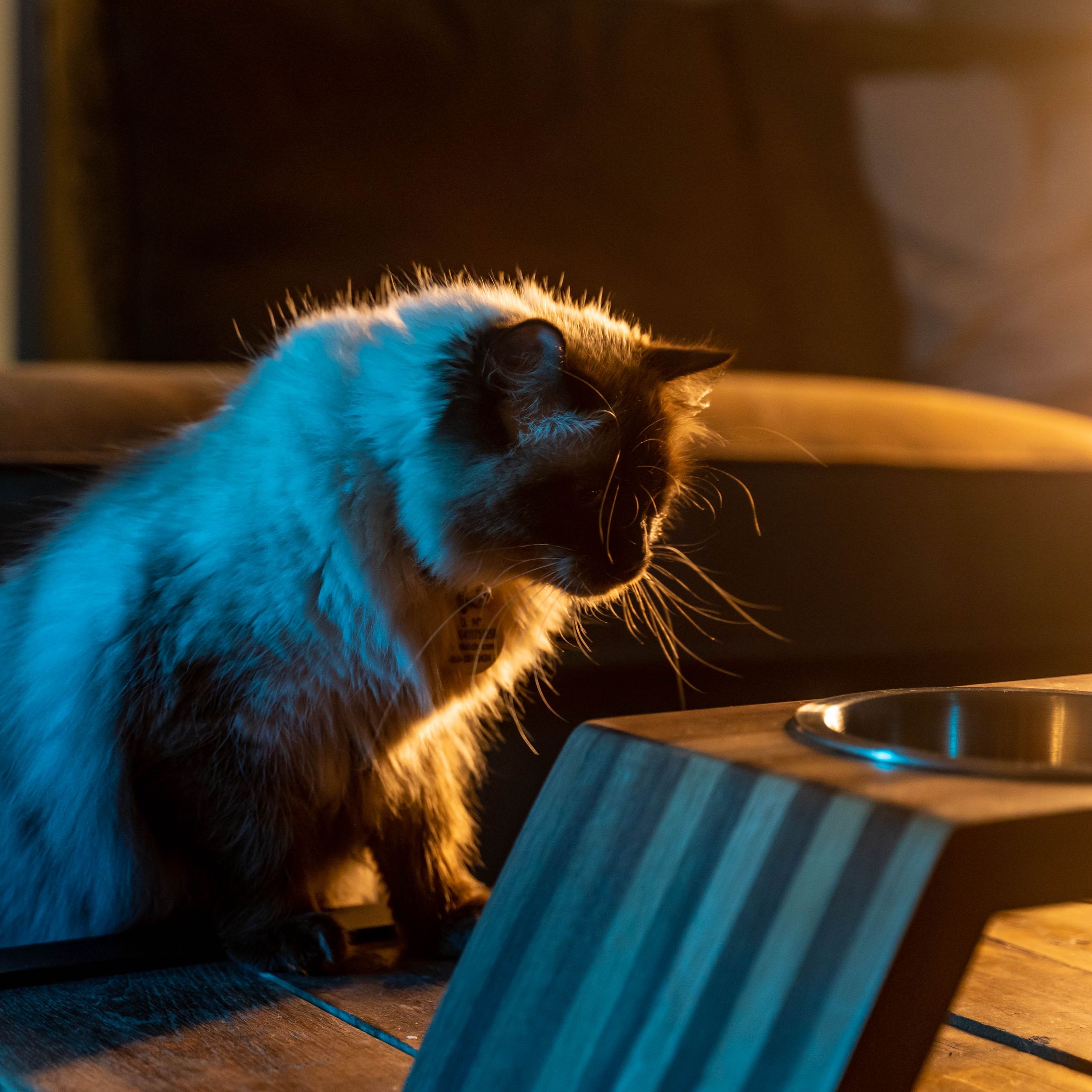 Bing's Dish Holder : 11 Steps (with Pictures) - Instructables