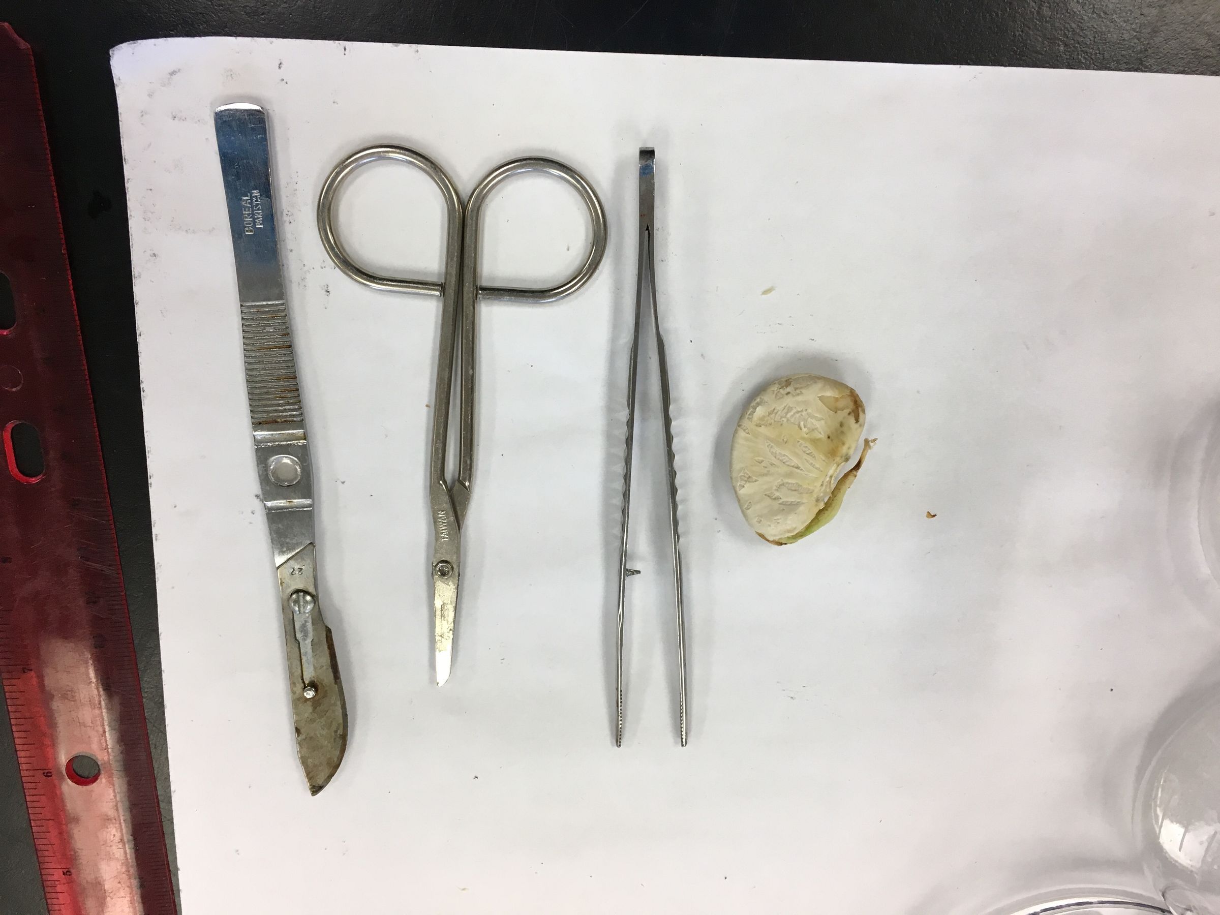 Les Racines Et Les Poils Absorbantes : 7 Steps - Instructables