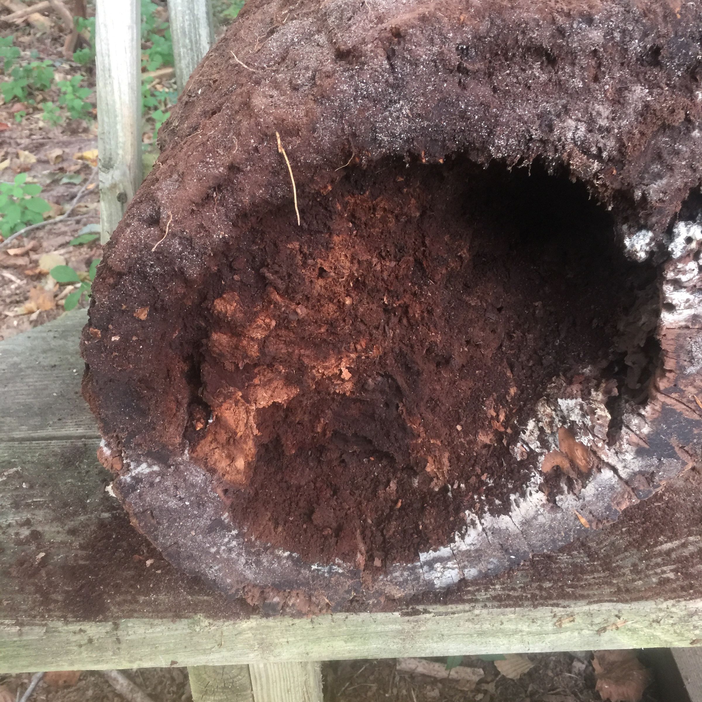 Turn a Stump Into a Natural Herb Garden : 4 Steps (with Pictures ...