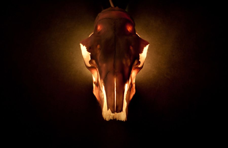 LED Skull Lamp : 8 Steps (with Pictures) - Instructables