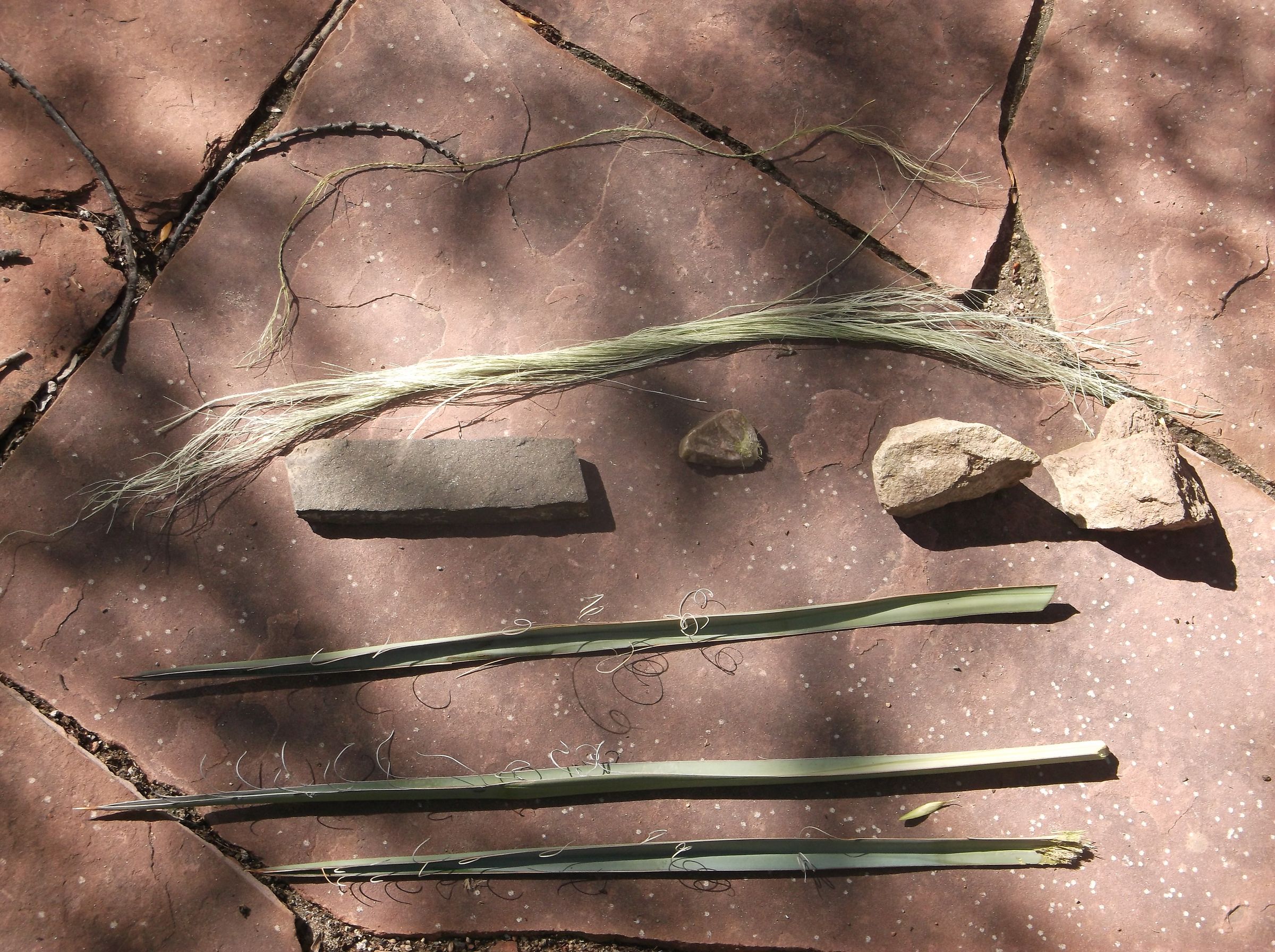Processing Yucca Fibre With Primitive Tools : 6 Steps (with Pictures ...