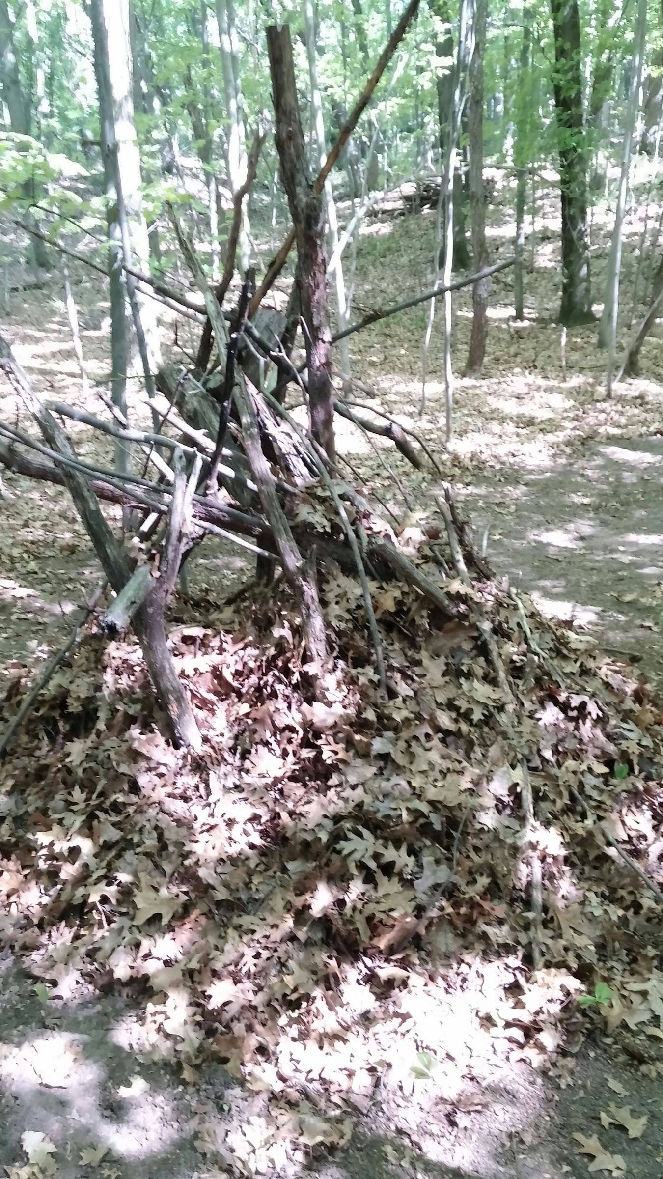 Leaf and Stick Fort : 4 Steps - Instructables