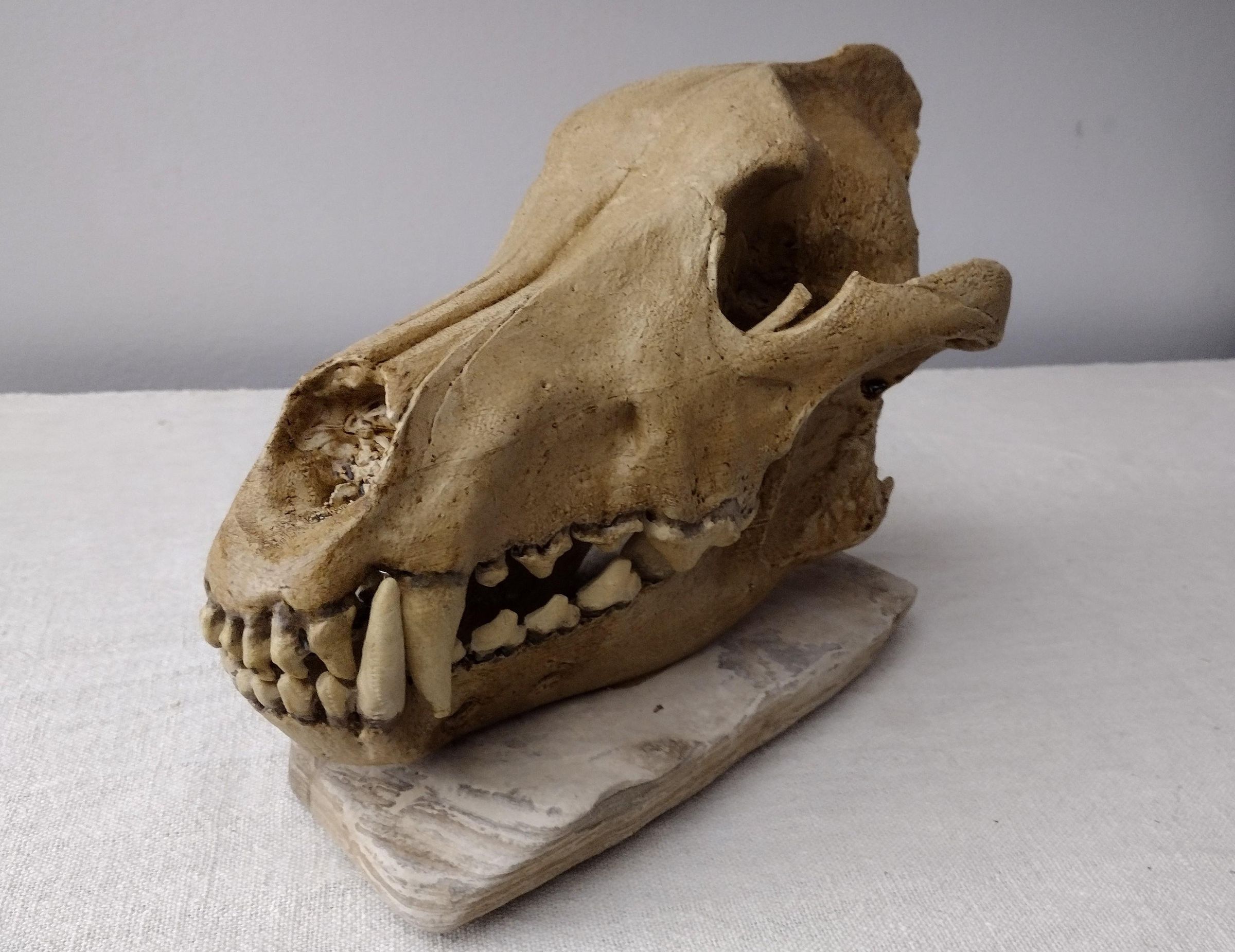 DIY Ice Age Fossil Replicas : 8 Steps (with Pictures) - Instructables