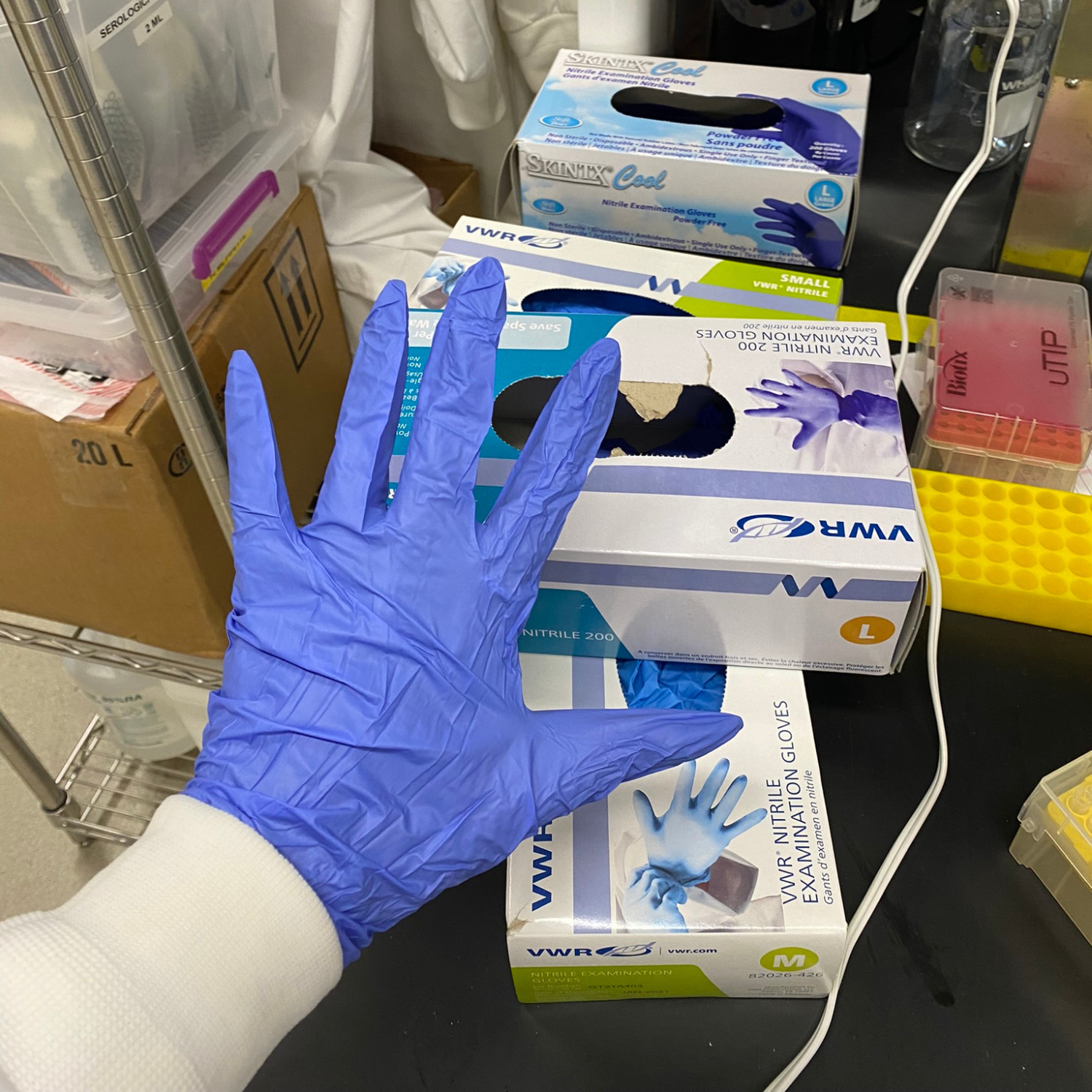 Mastering Molecular Cloning: a Guide to Polymerase Chain Reaction (PCR ...