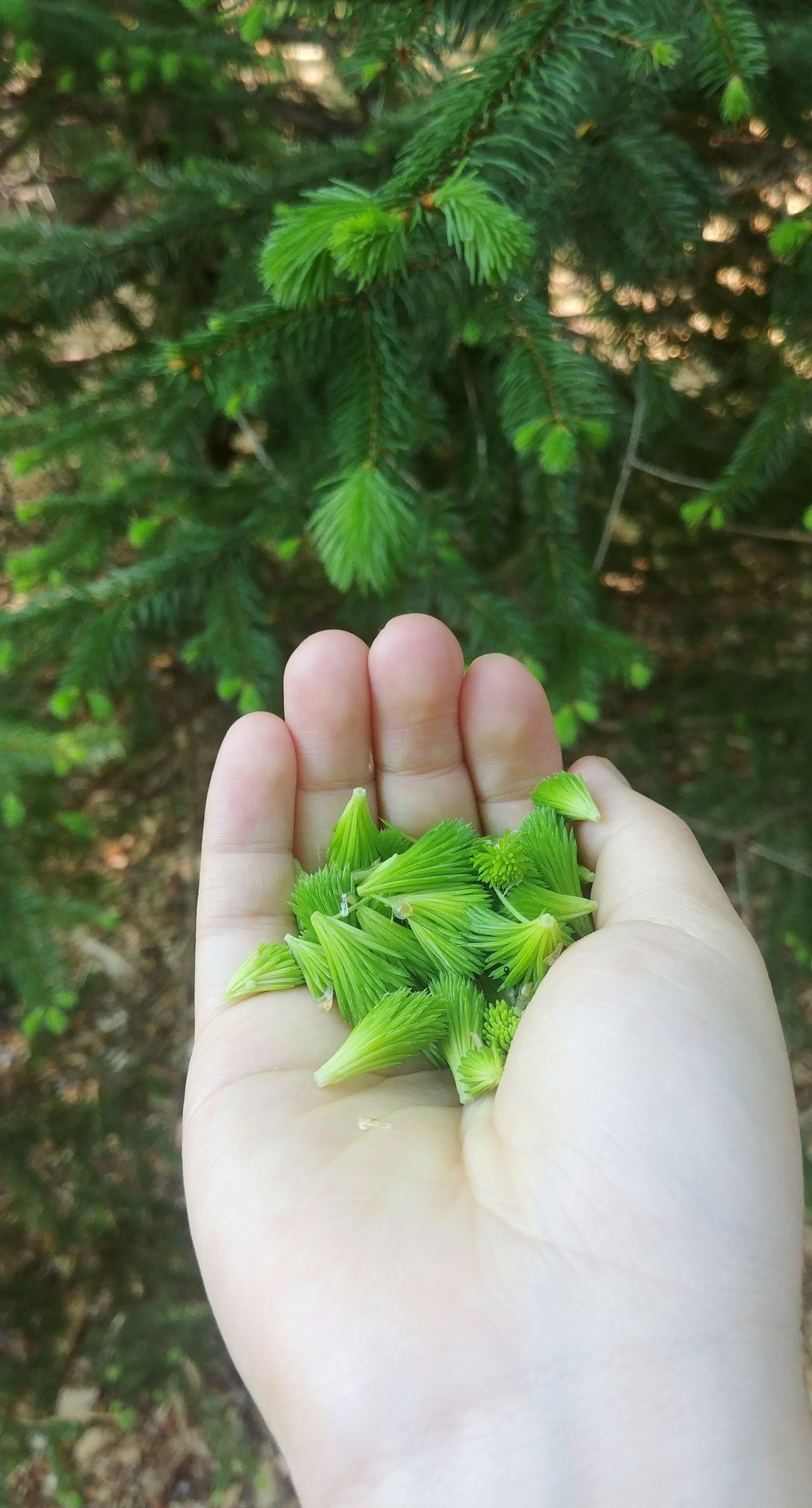 Spruce Tip Sugar : 3 Steps (with Pictures) - Instructables