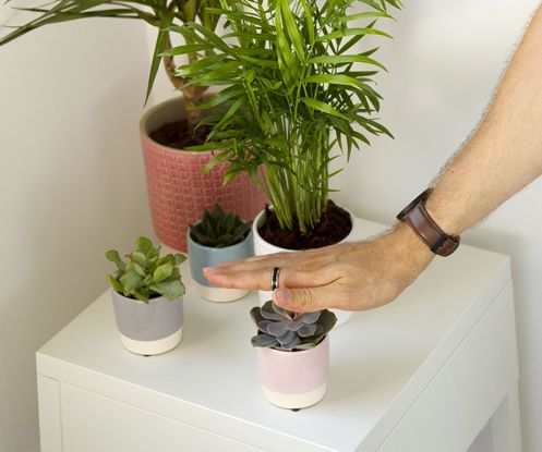 Talking Plants : 5 Steps - Instructables