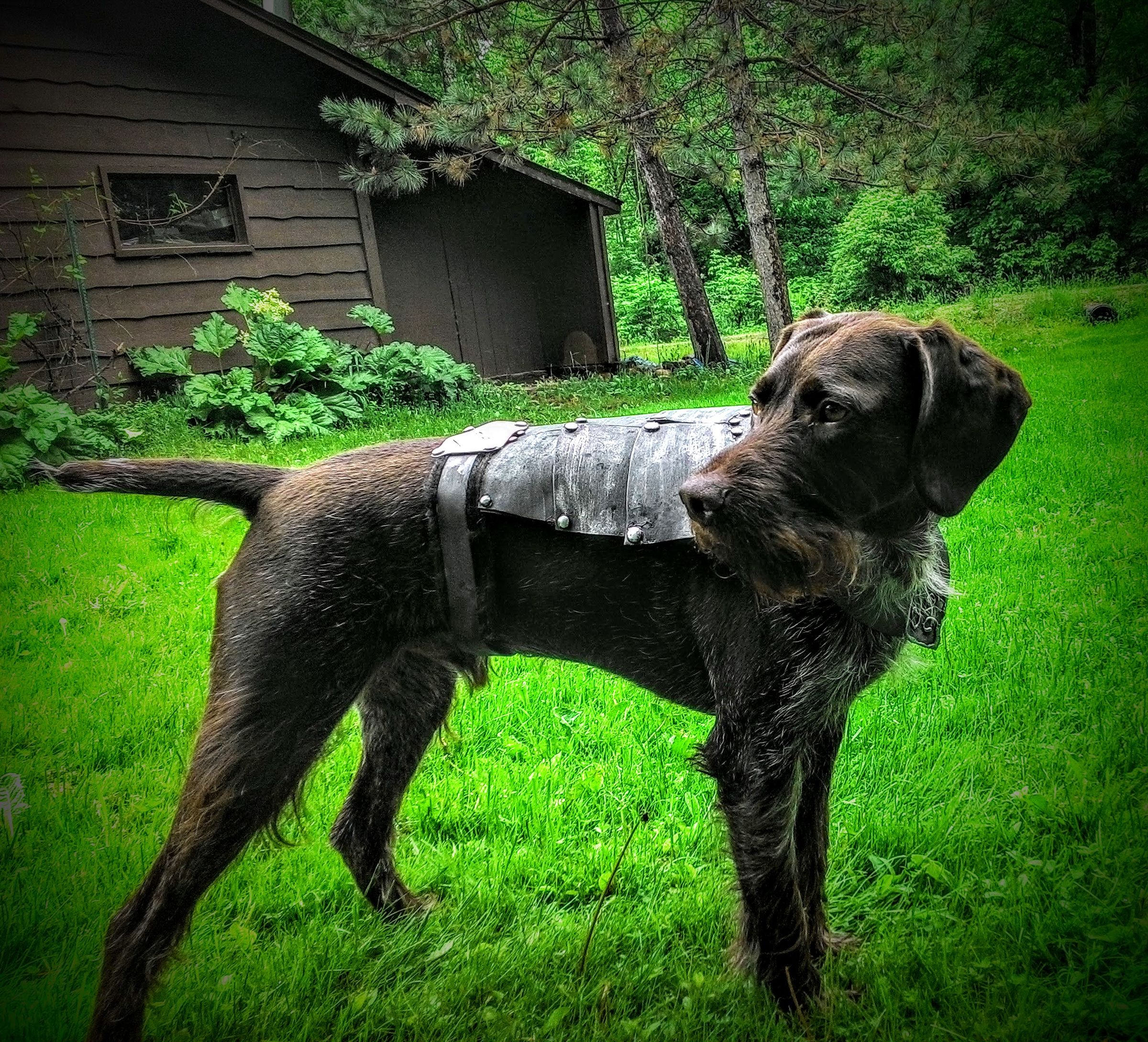 Dog Armor : 6 Steps (with Pictures) - Instructables