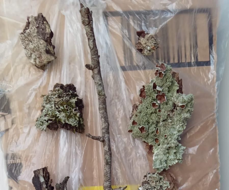 DIY Cheap Lichen Rescue/Growing Display From Trash! Outdoor AND Indoor ...