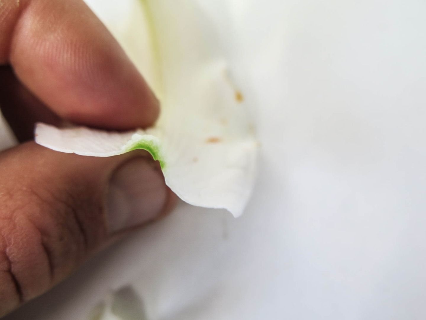 Flower Dissection! : 6 Steps (with Pictures) - Instructables
