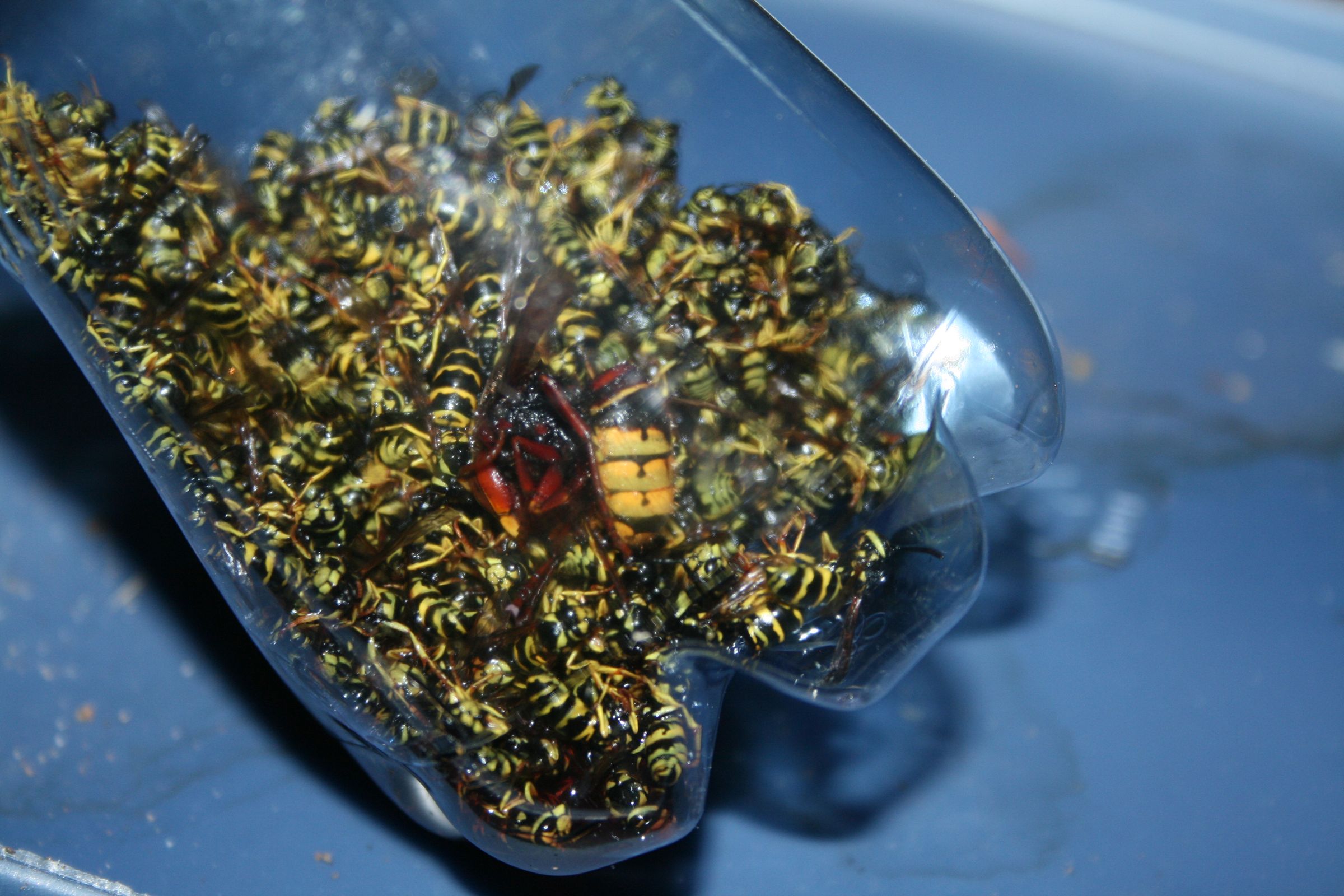 DIY Yellow Jacket Bottle Trap : 8 Steps (with Pictures) - Instructables