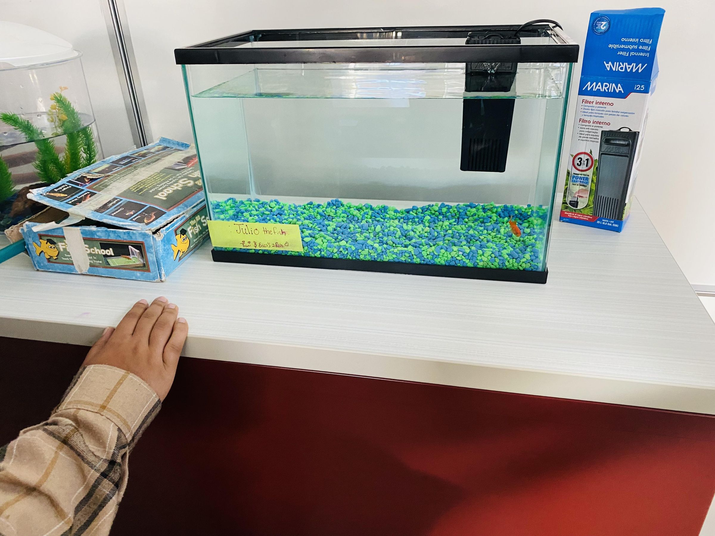 Training a Fish : 4 Steps - Instructables