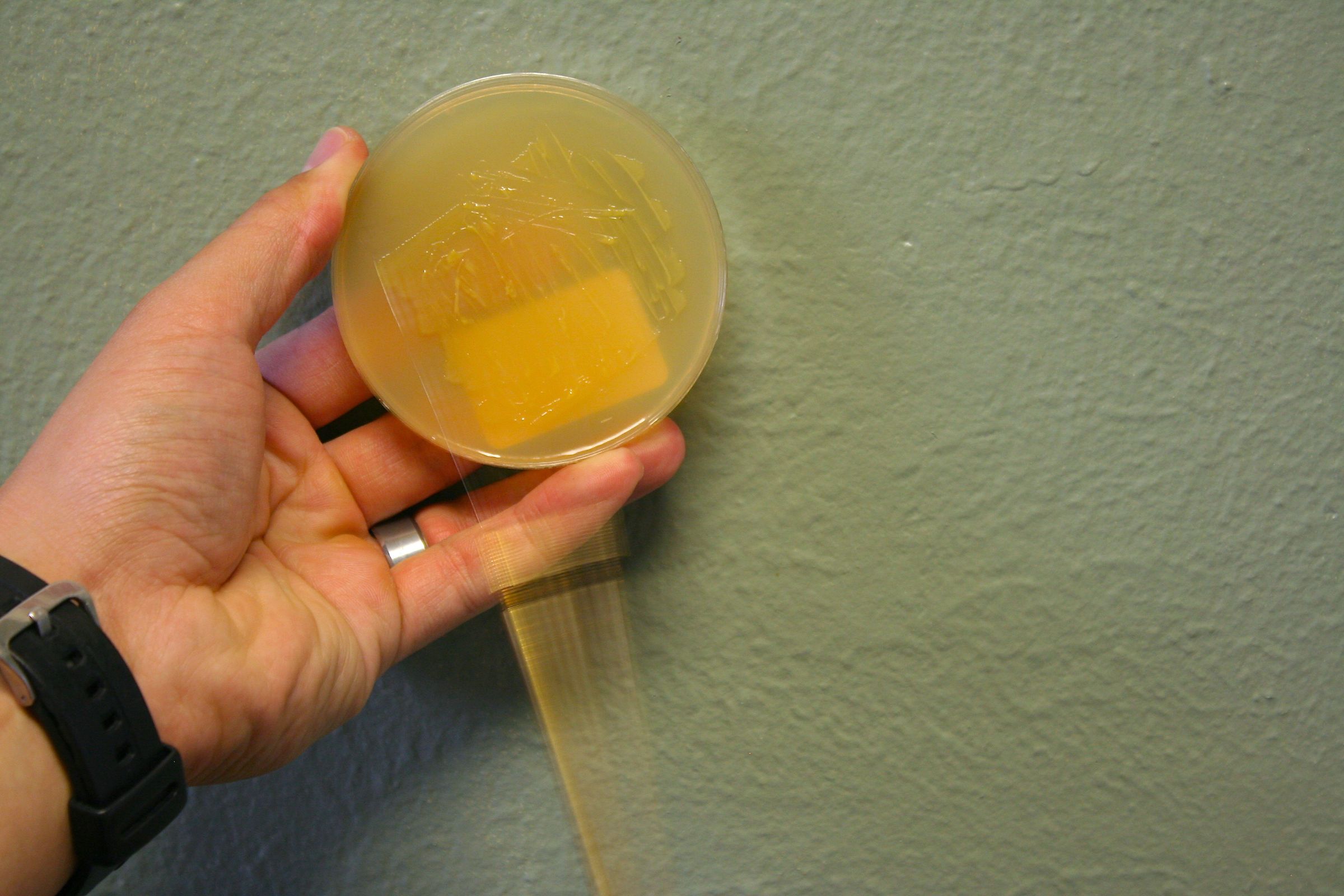 Bioluminescent Bacterial Lightbulb / Water Pollution Tester : 11 Steps ...