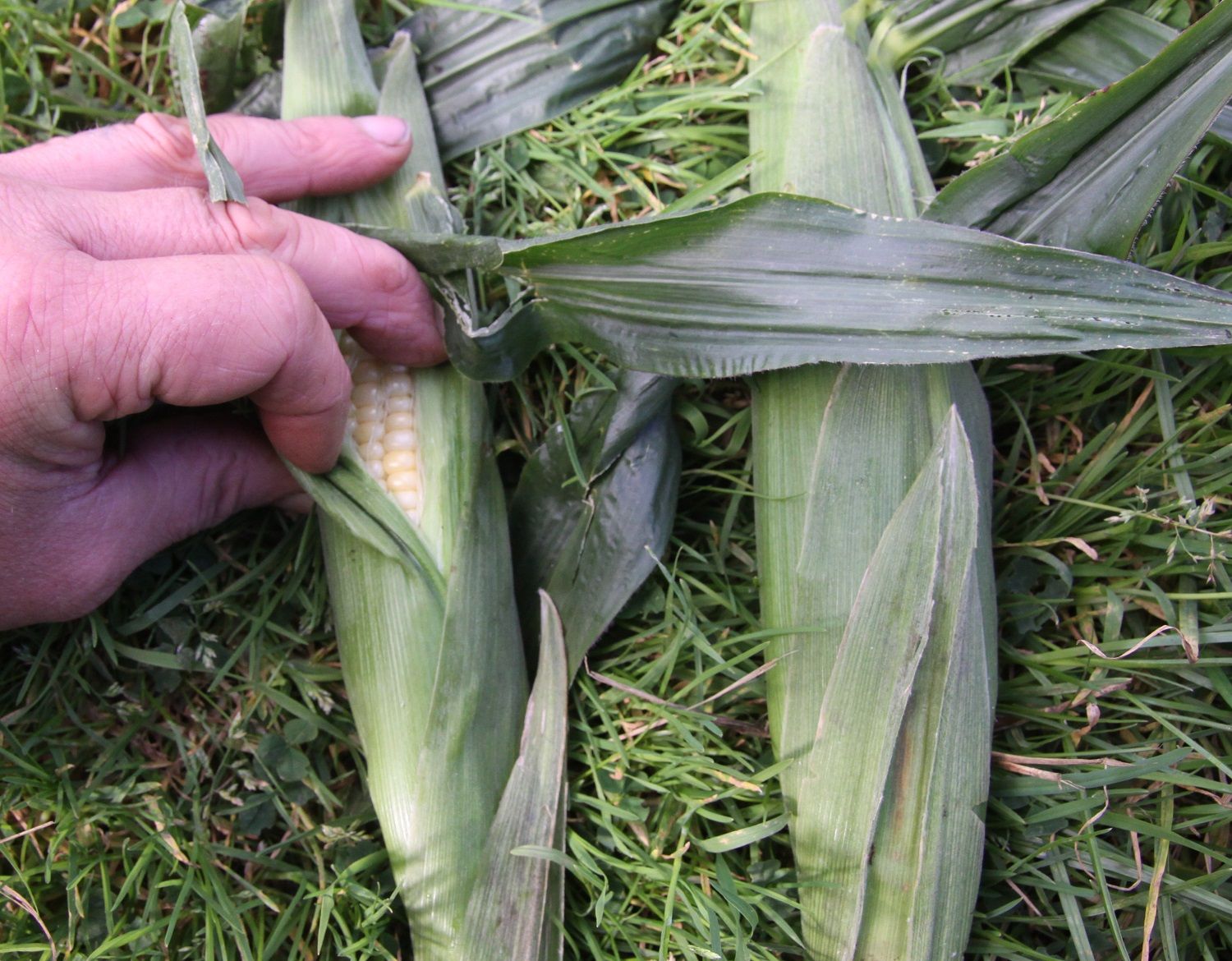 'In the Leaf' Solar Cooked Sweetcorn : 6 Steps (with Pictures ...