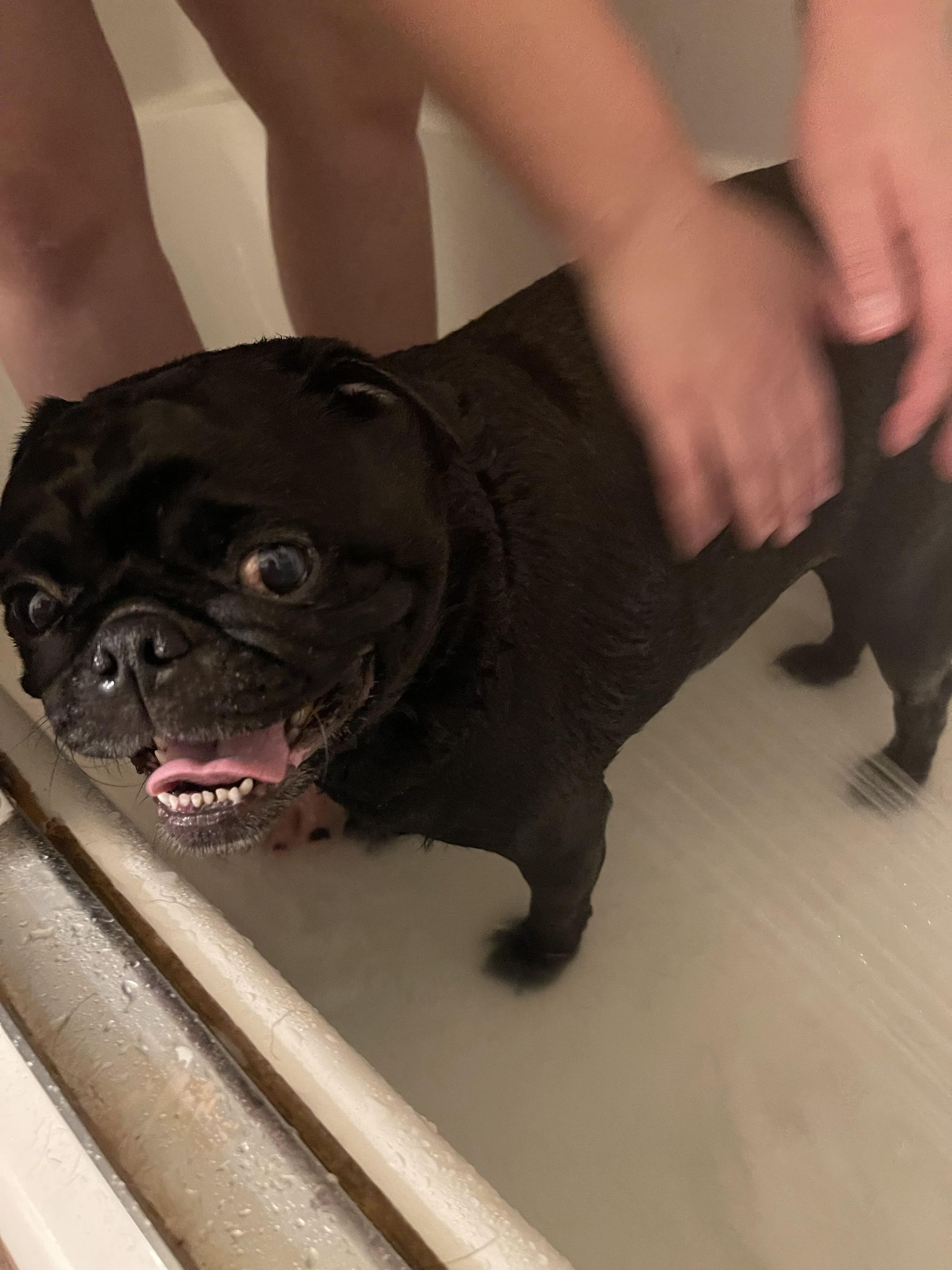 How to Groom Your Pug : 13 Steps (with Pictures) - Instructables